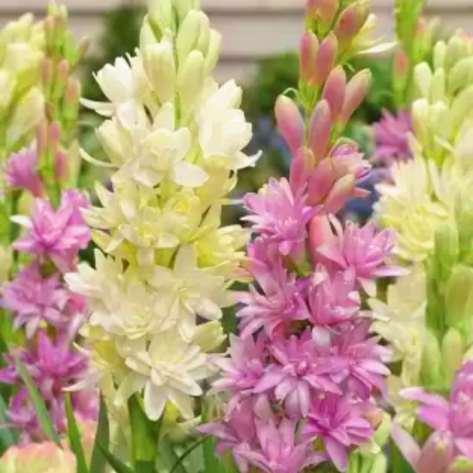 Tuberose Planting Beautiful Environment Planting for Pots - Walmart.com