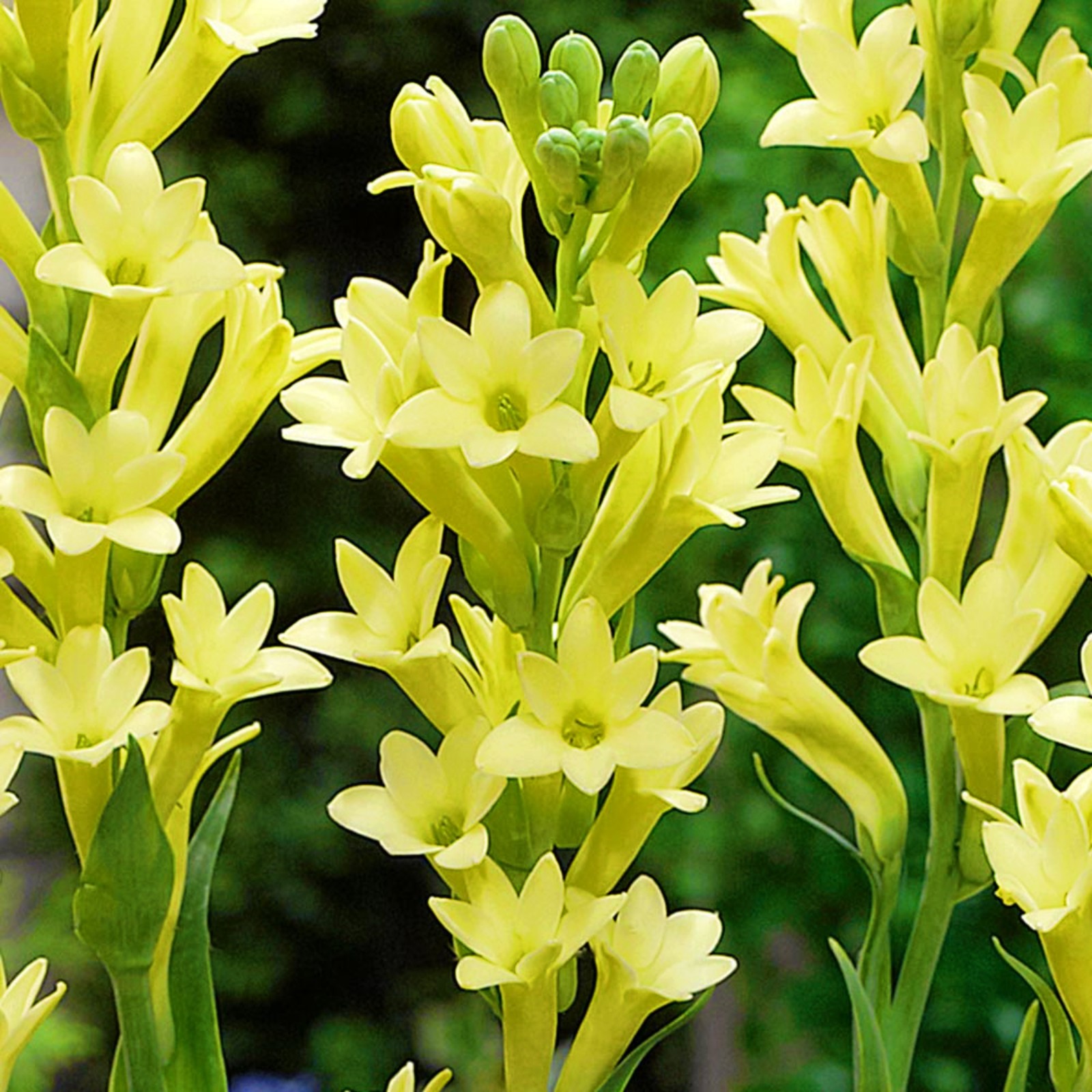 Tuberose Planting Beautiful Environment Planting for Pots - Walmart.com