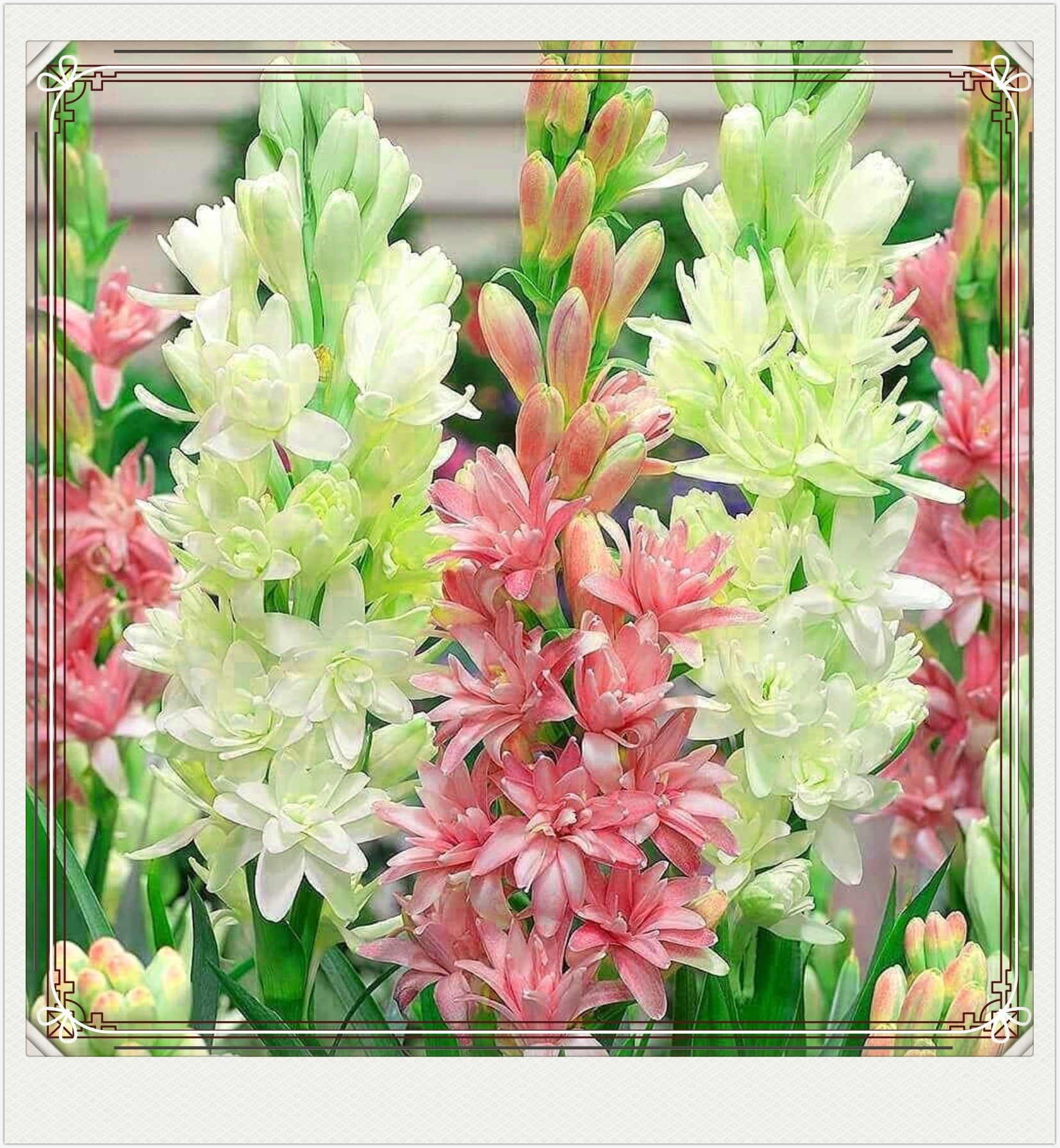 Tuberose Planting Beautiful Environment Planting for Pots - Walmart.com