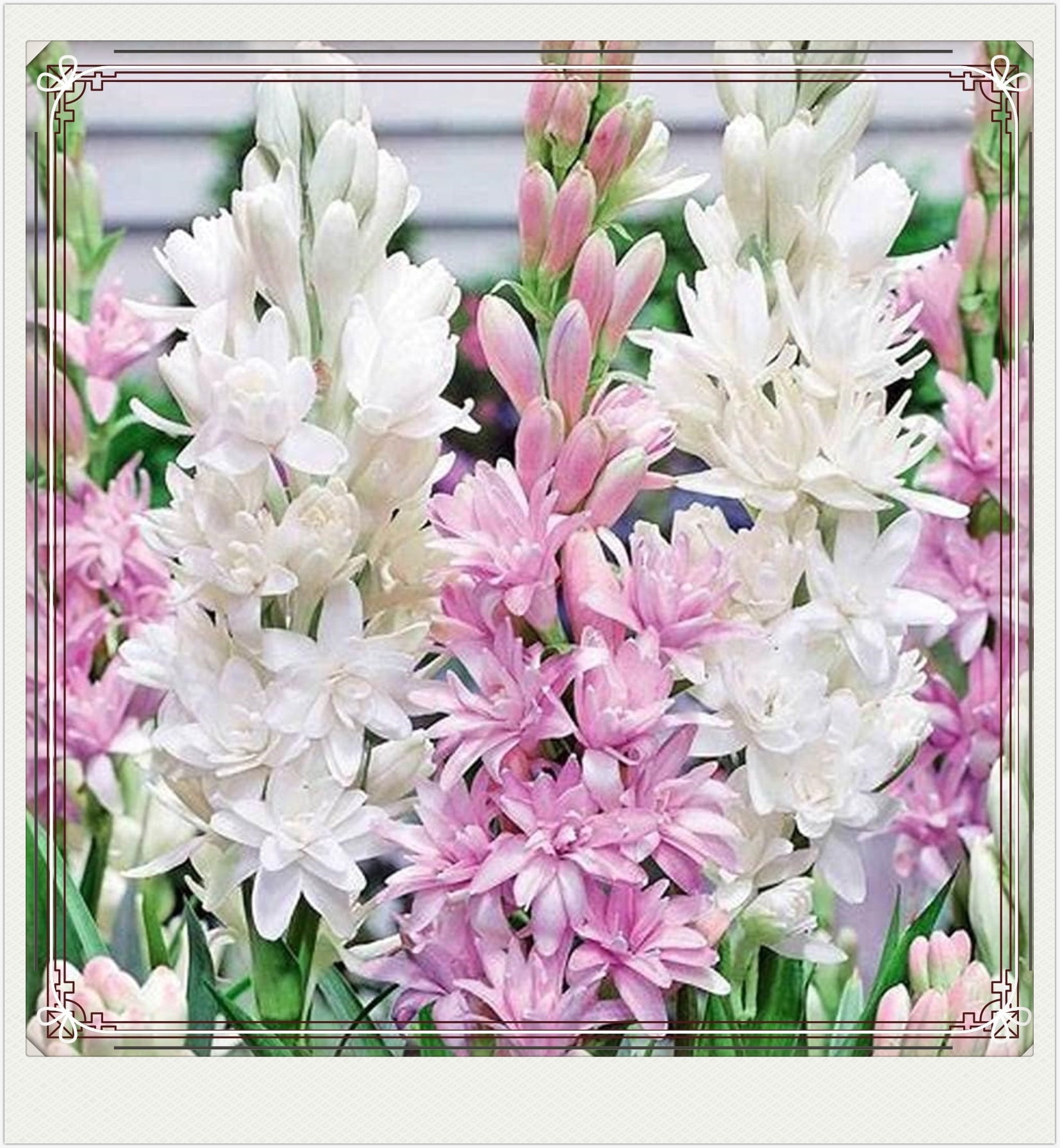 Tuberose Planting Beautiful Environment Planting for Pots - Walmart.com
