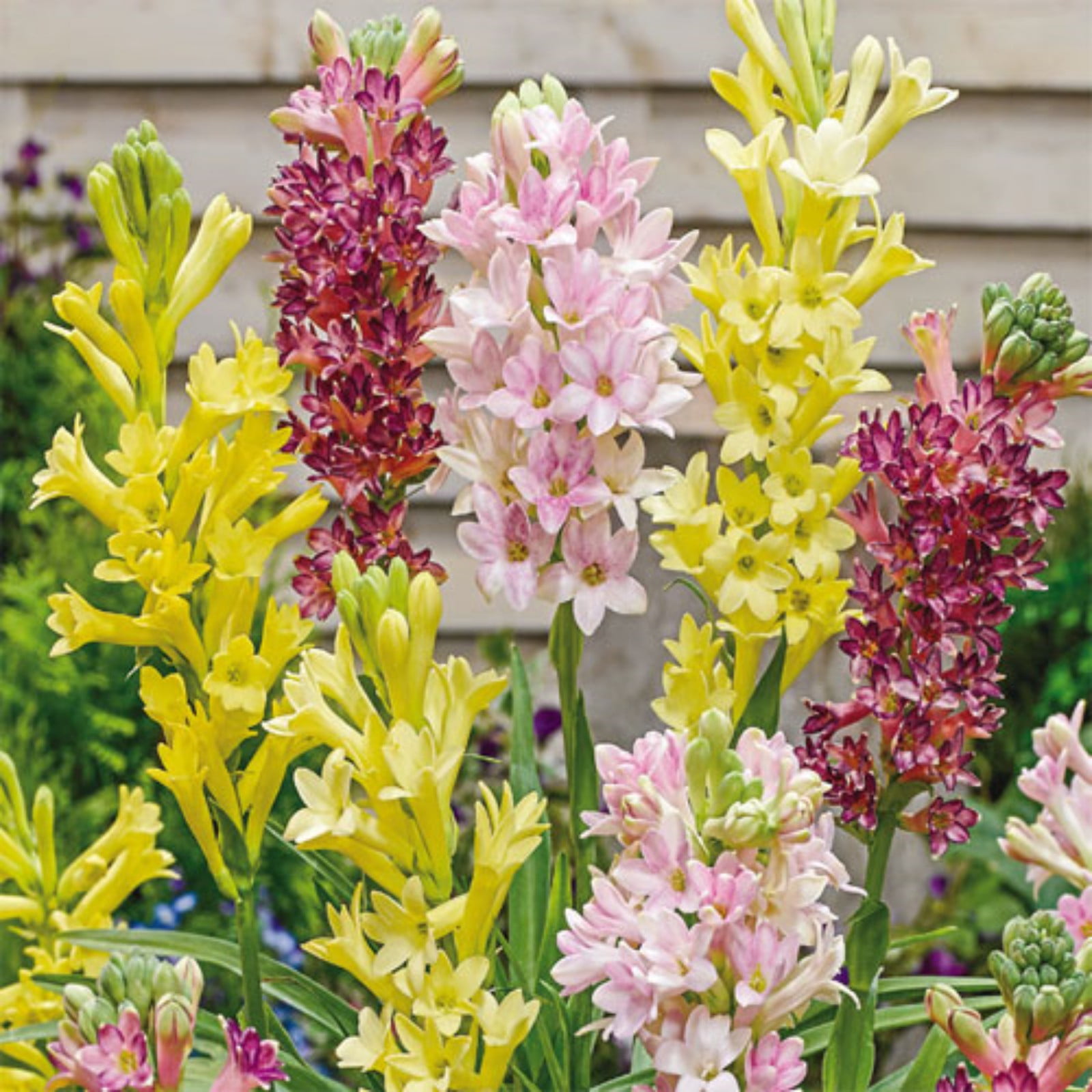 Tuberose Planting Beautiful Holiday Decoration Garden Planting Pots ...