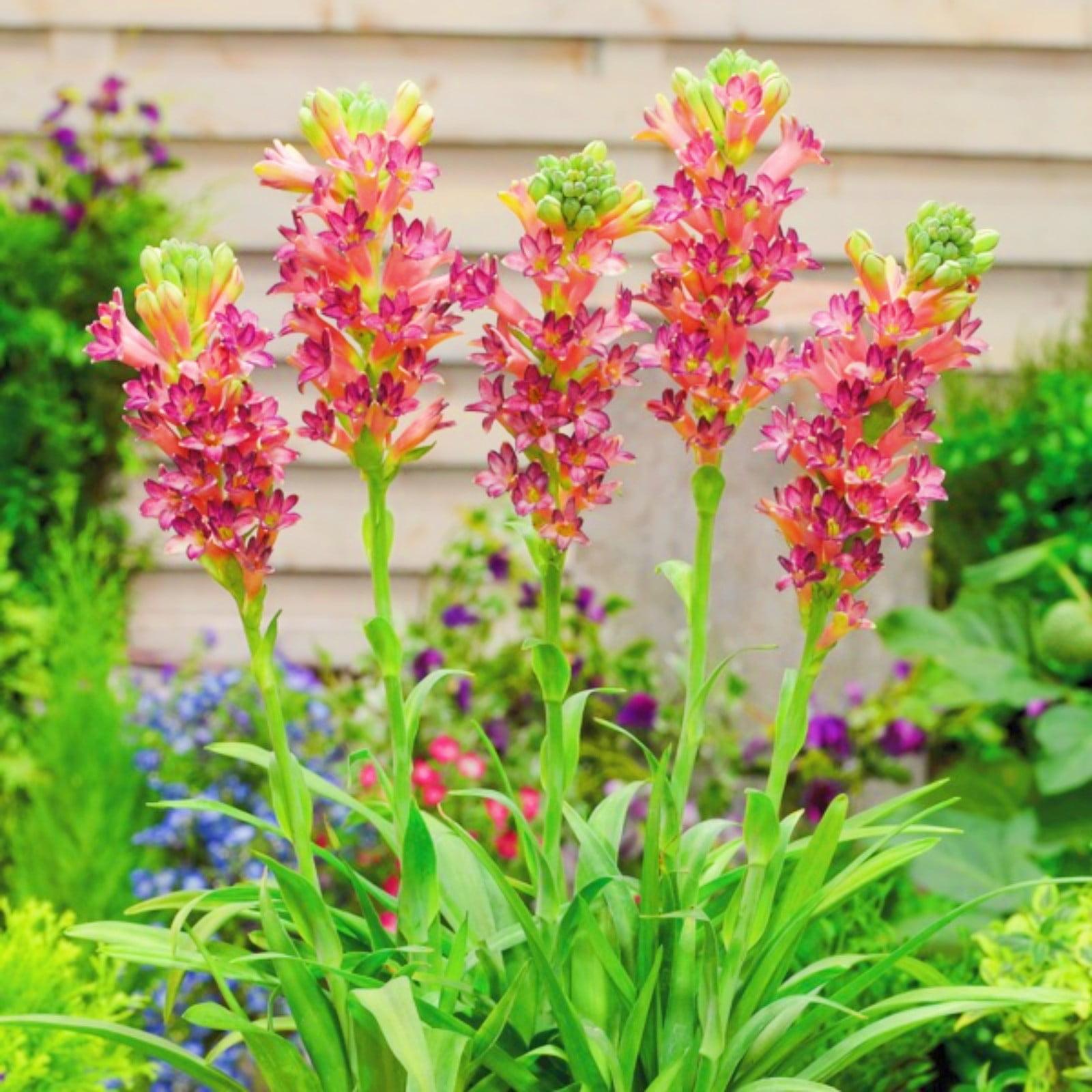 Tuberose Planting Beautiful Holiday Decoration Garden Planting Pots ...