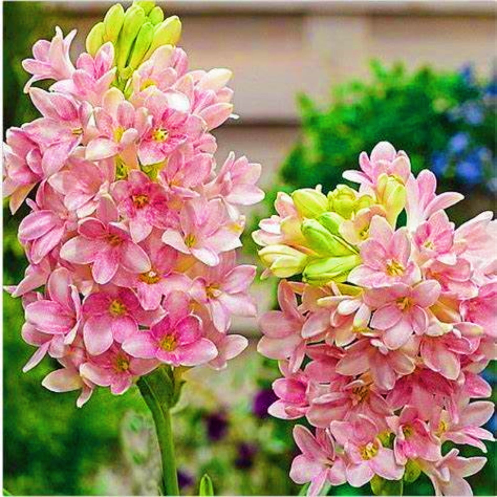 Tuberose Planting Beautiful Holiday Decoration Garden Planting Pots ...