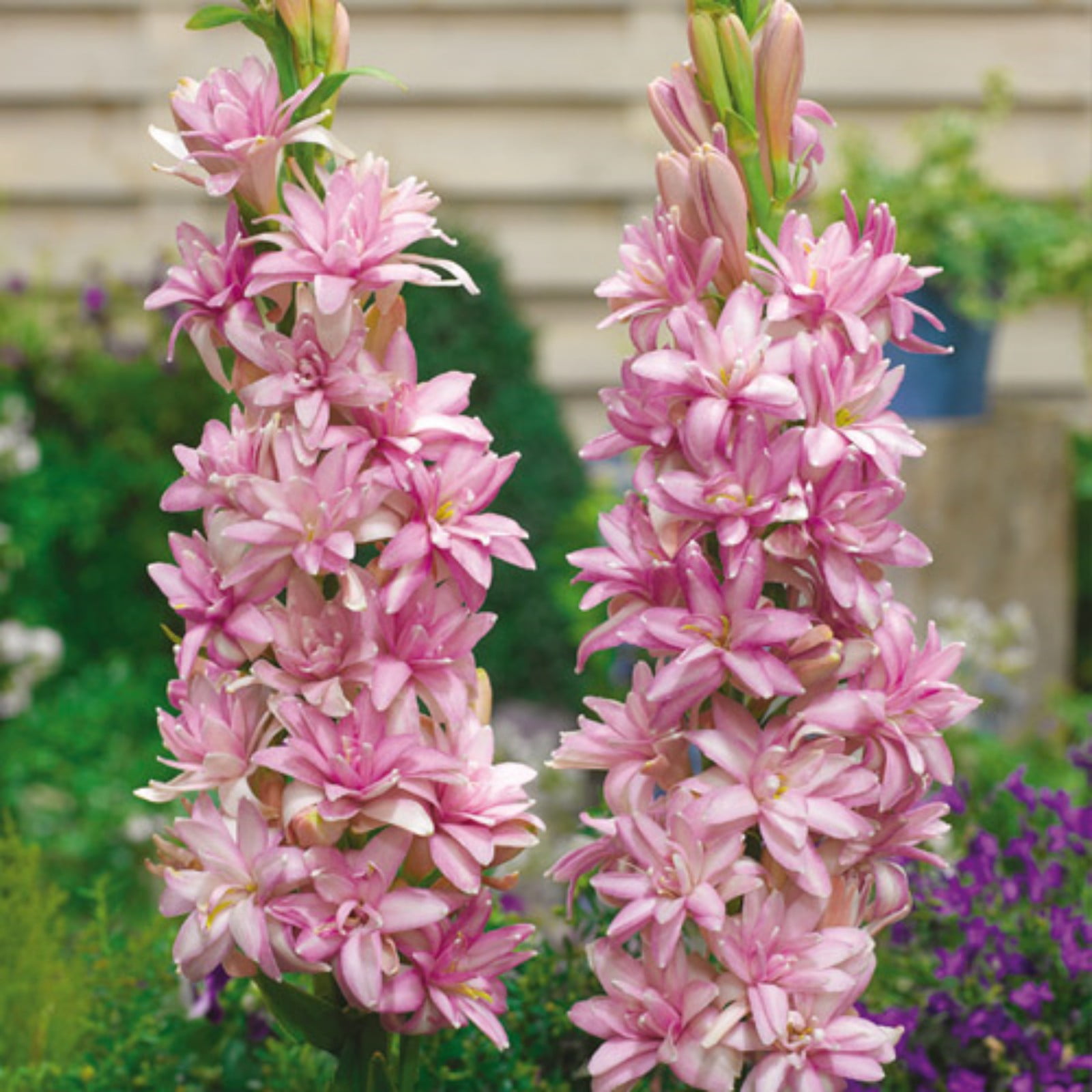 Tuberose Planting Beautiful Holiday Decoration Garden Planting Pots ...