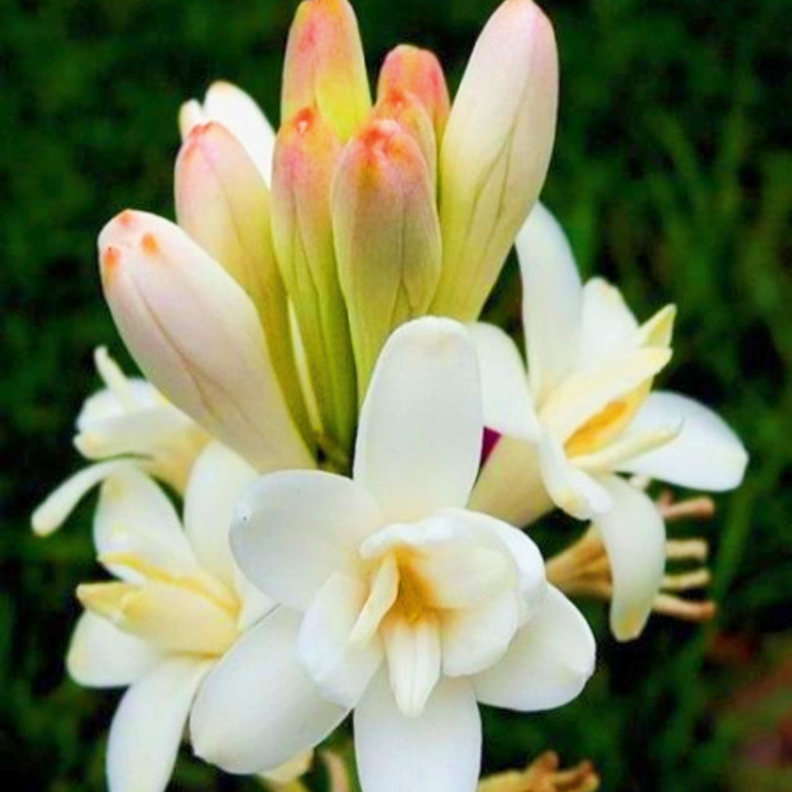 Tuberose Planting Beautiful Holiday Decoration Garden Planting Pots ...