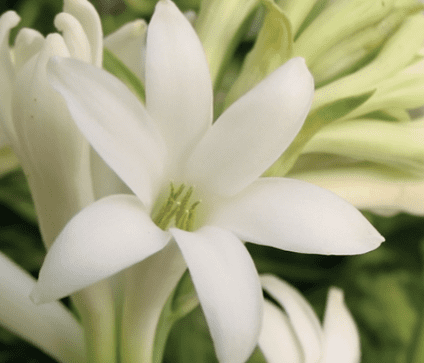 Tuberose / Rajnigandha - Walmart.com