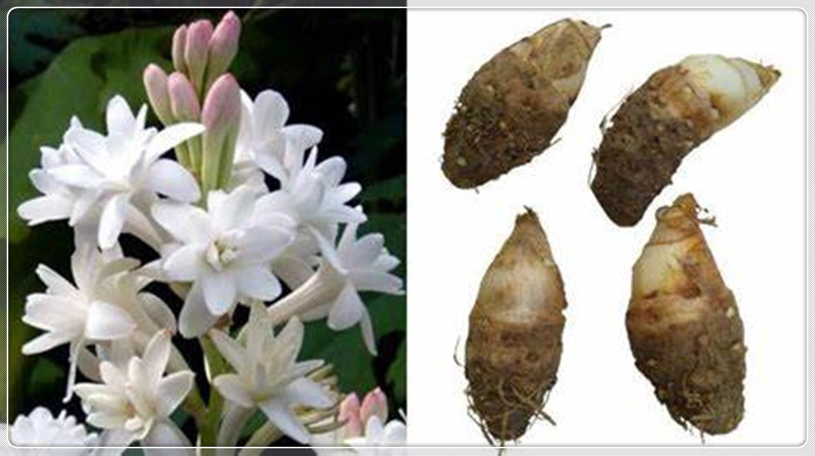 Tuberose -Surprise to Grow Pots to Grow Fall or Spring Indoor or ...