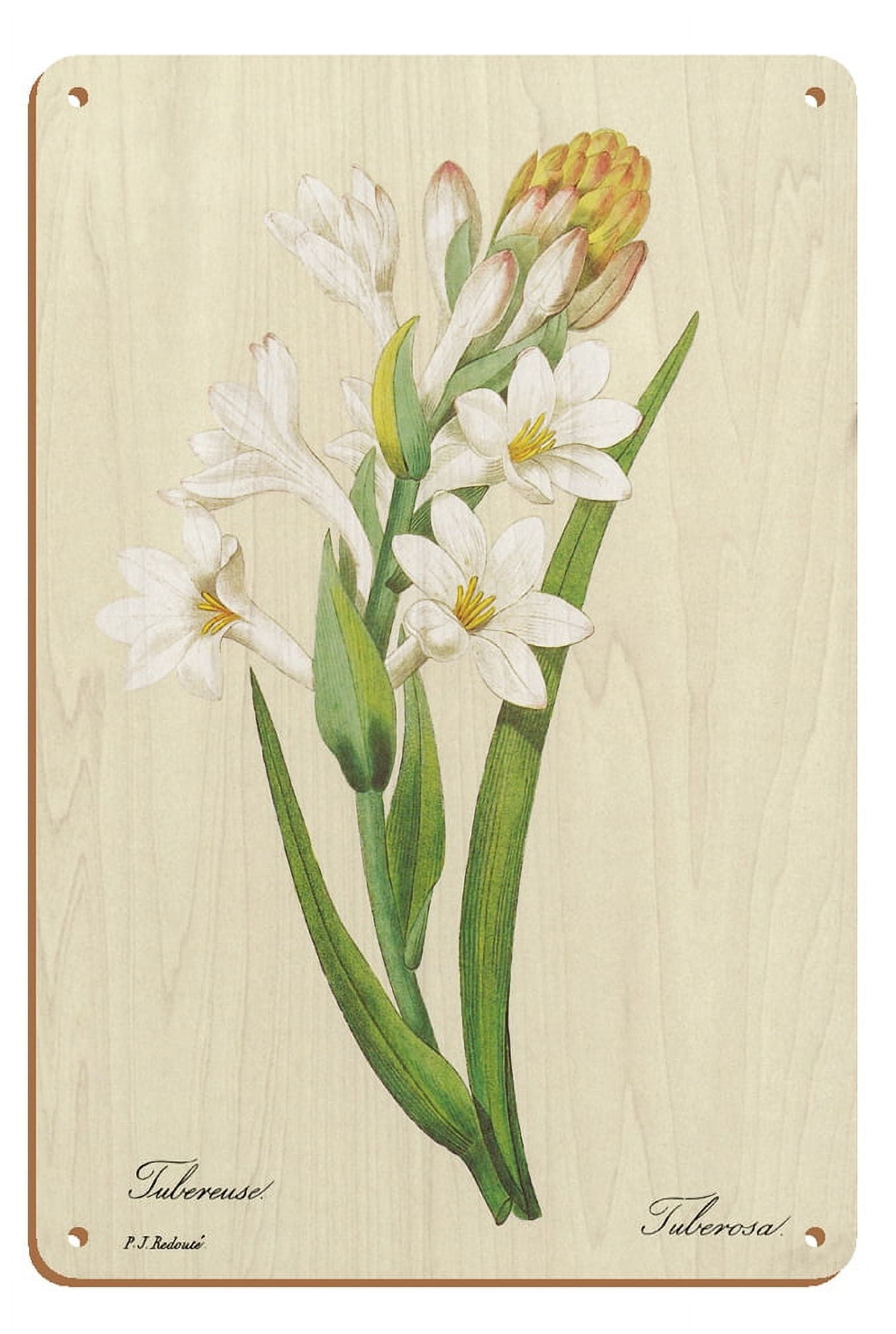 Tuberose (Tuberosa) - From the Book: Selection of the Most Beautiful ...