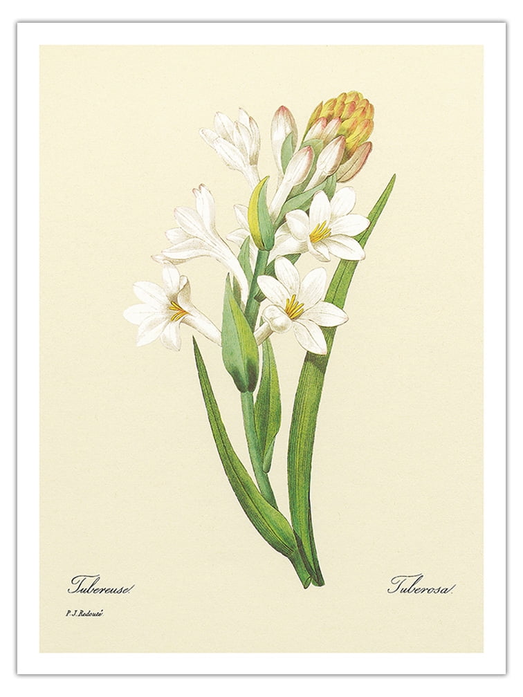 Tuberose (Tuberosa) - From the Book: Selection of the Most Beautiful ...
