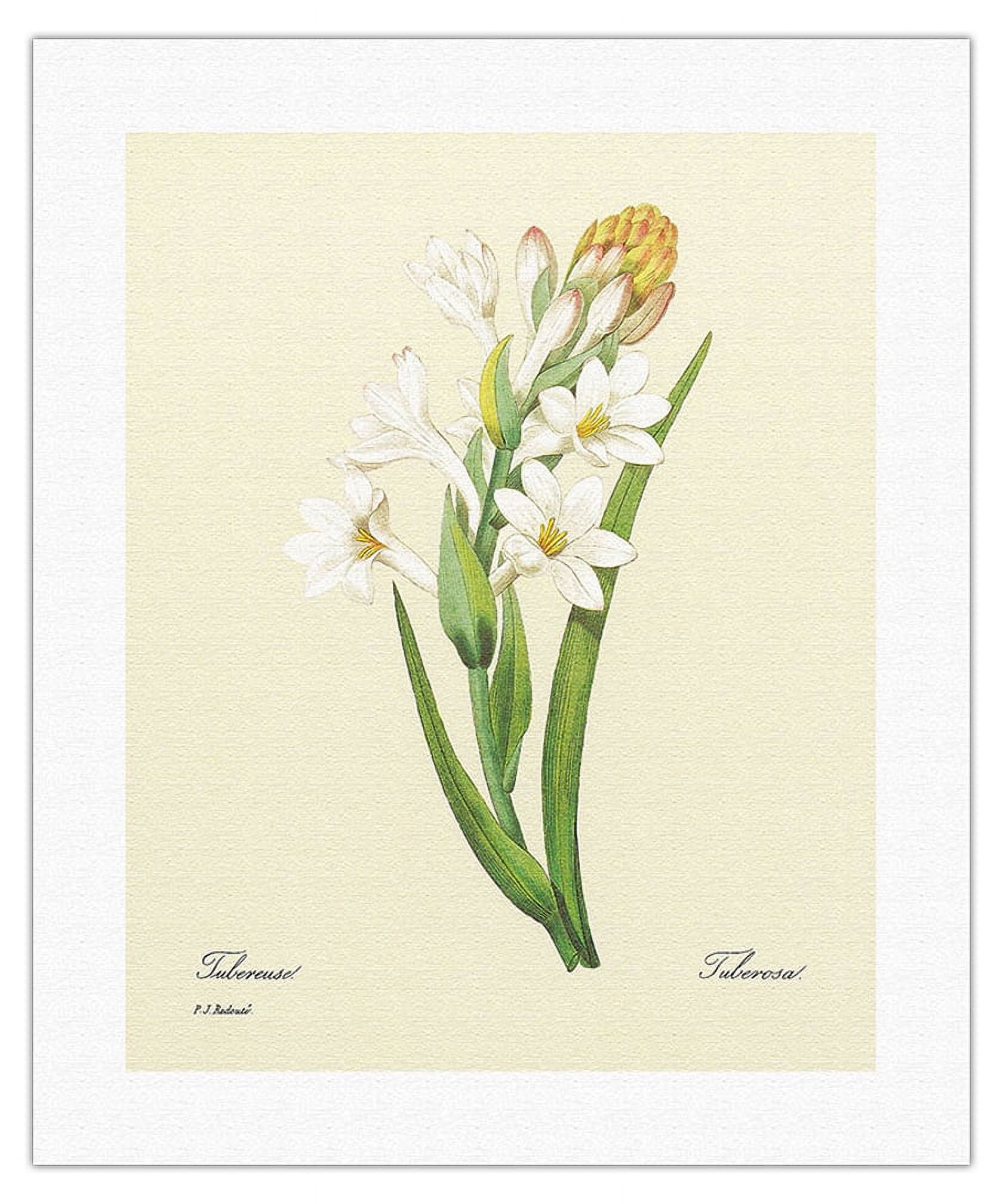 Tuberose (Tuberosa) - From the Book: Selection of the Most Beautiful ...