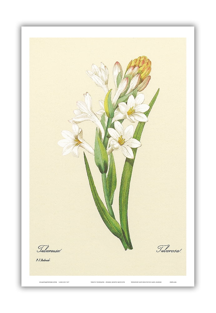 Tuberose (Tuberosa) - From the Book: Selection of the Most Beautiful ...