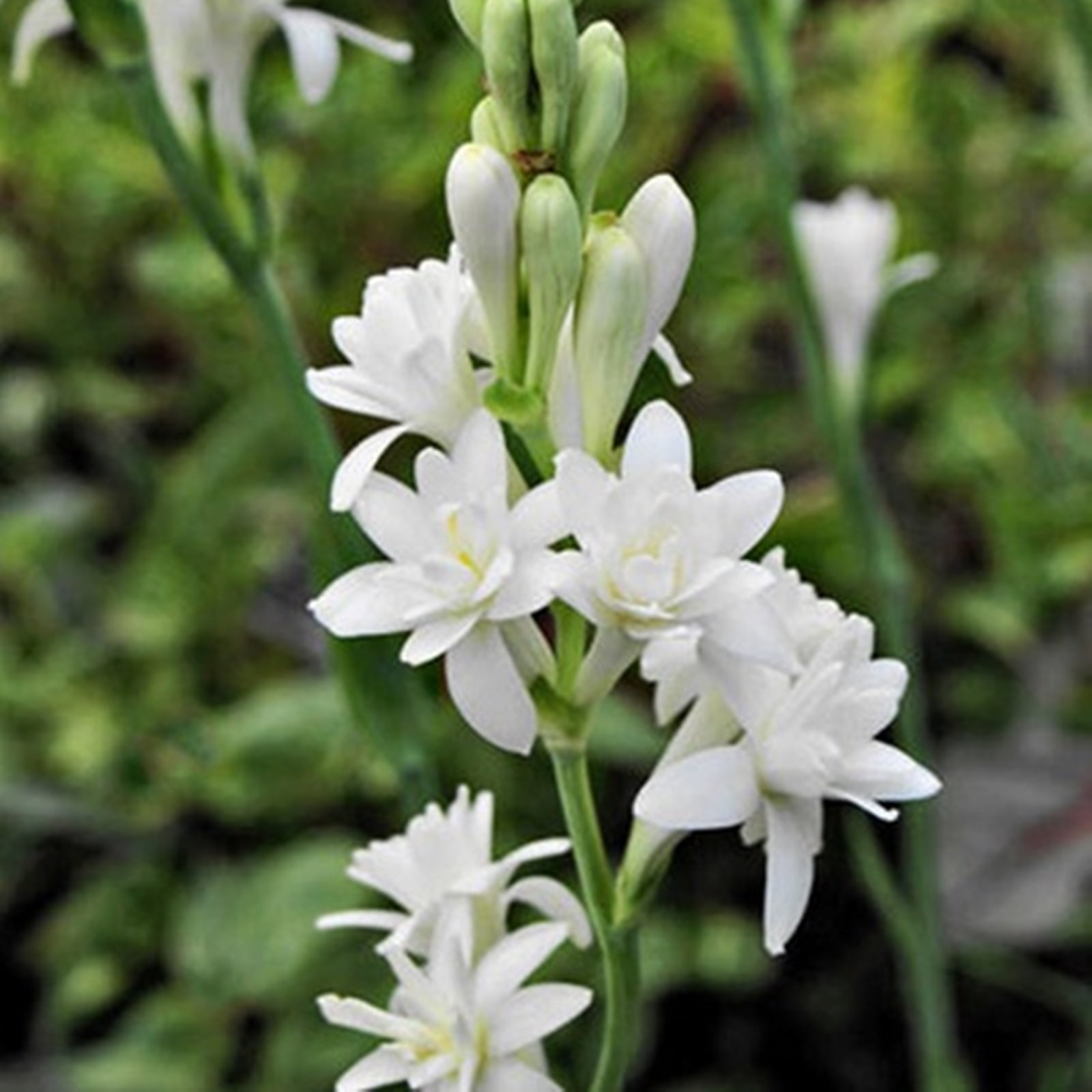 Tuberose plant, Pleasantly Scented - Good as Cut Flowers, Fragrant ...