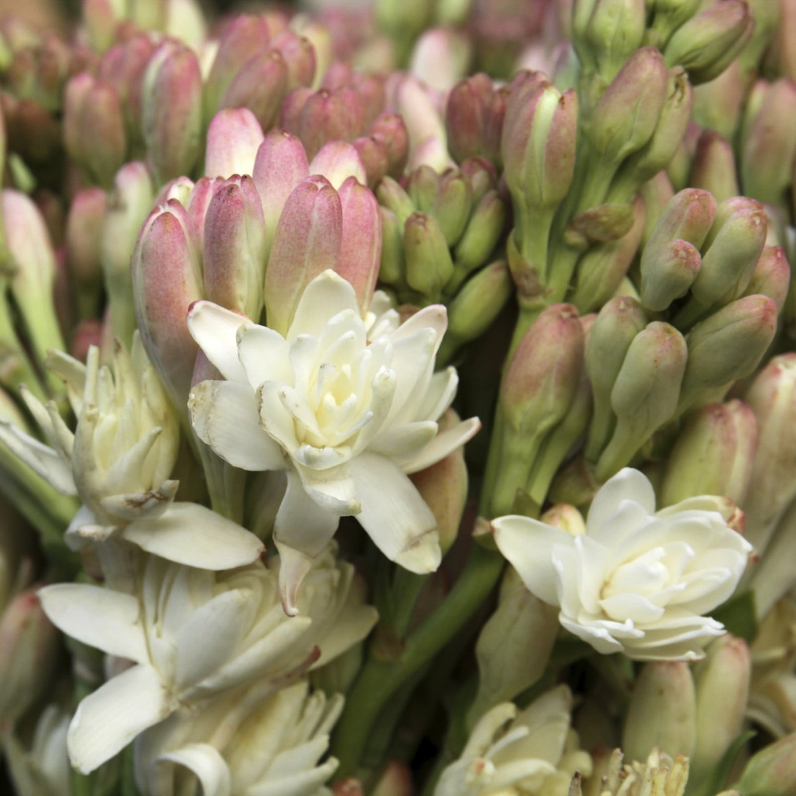 Tuberose plant, Pleasantly Scented - Good as Cut Flowers ...