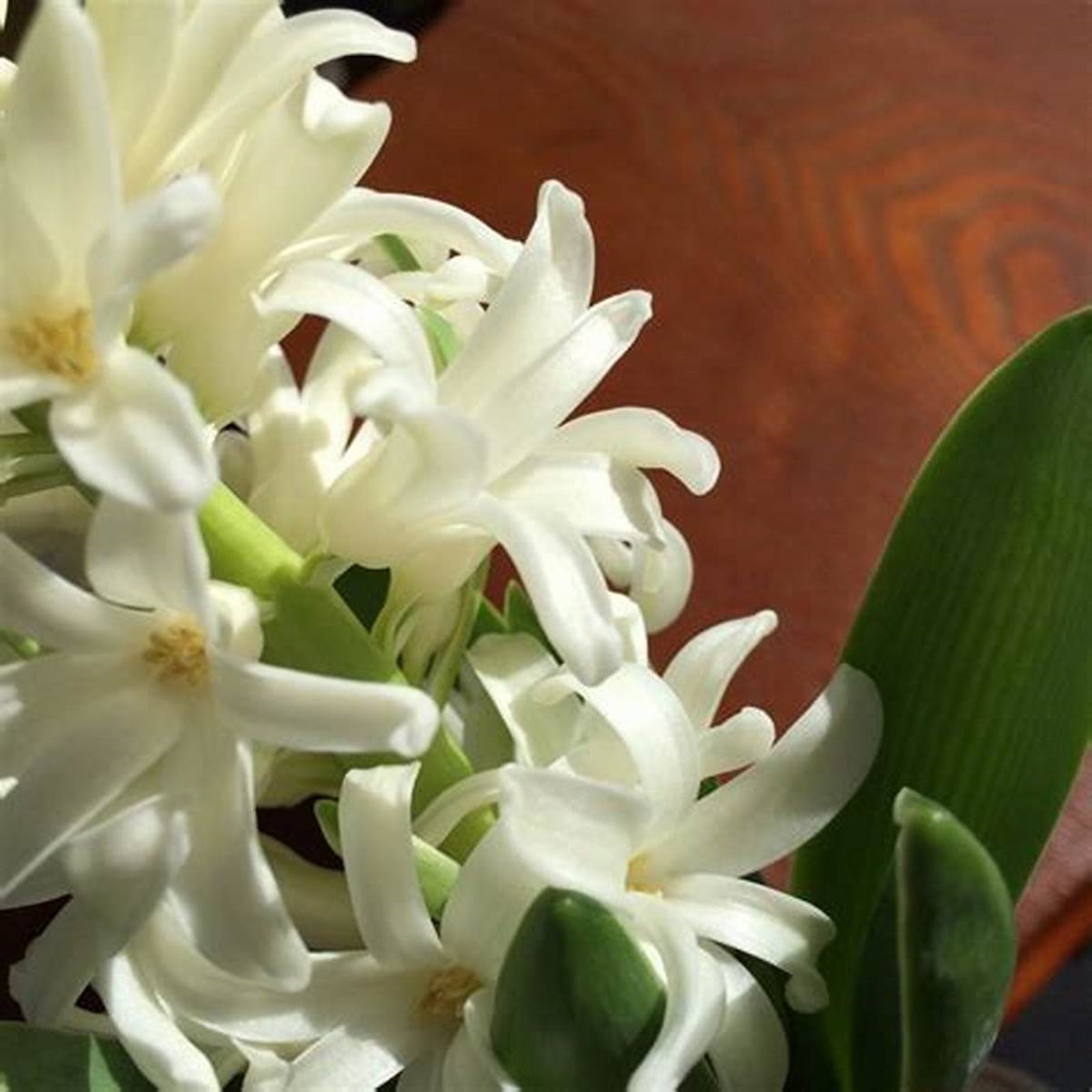Tuberose plant, Pleasantly Scented - Good as Cut Flowers ...