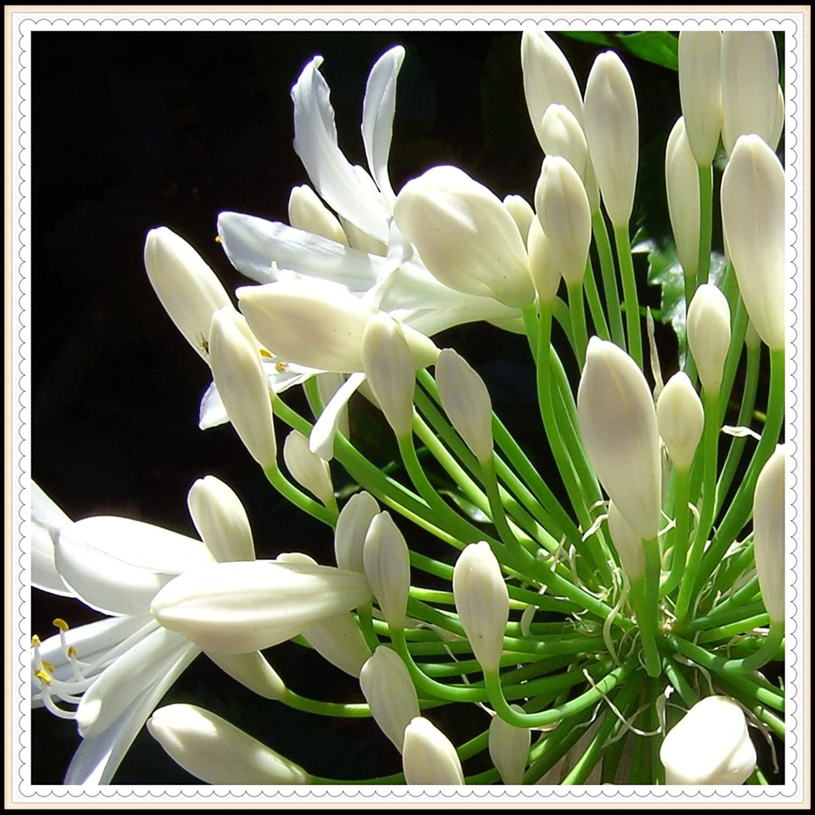 Tuberose plant, Pleasantly Scented - Good as Cut Flowers ...