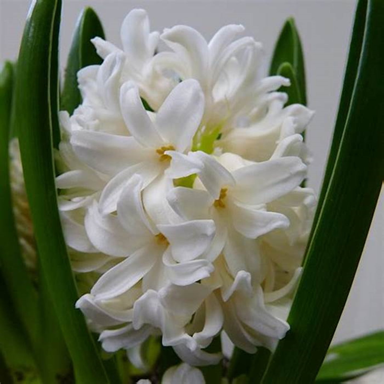 Tuberose plant, Pleasantly Scented - Good as Cut Flowers ...