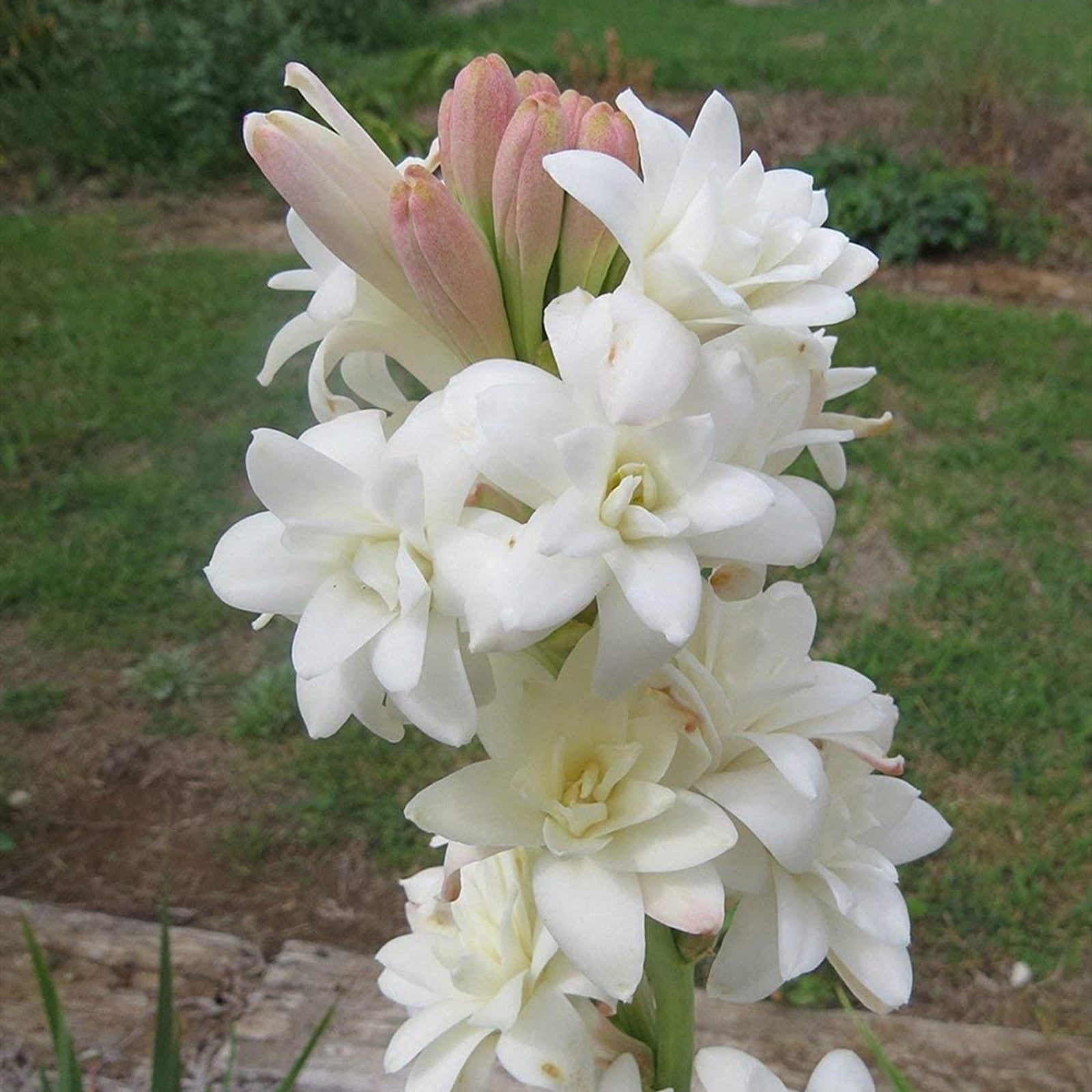 Tuberose plant, Pleasantly Scented - Good as Cut Flowers ...