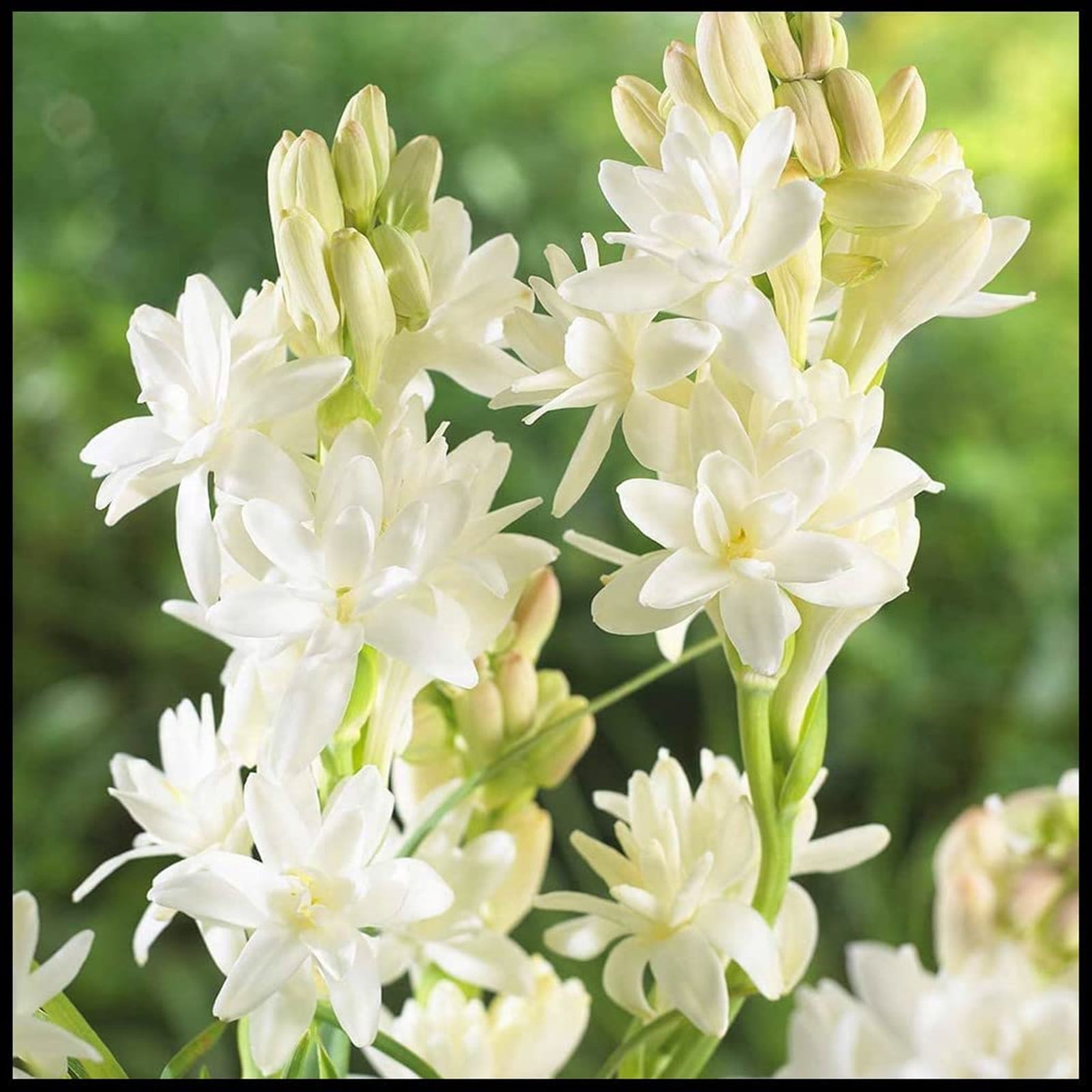 Tuberose plant, Pleasantly Scented - Good as Cut Flowers ...