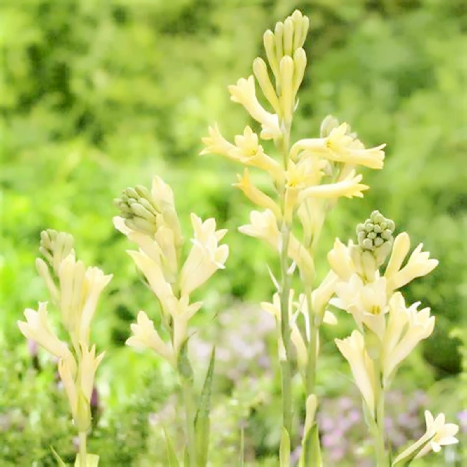 Tuberose plant, Pleasantly Scented - Good as Cut Flowers ...