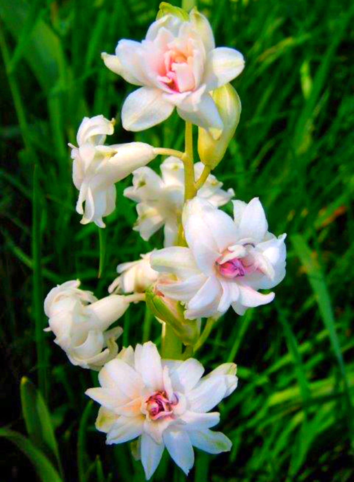 Tuberose plant, Pleasantly Scented - Good as Cut Flowers ...