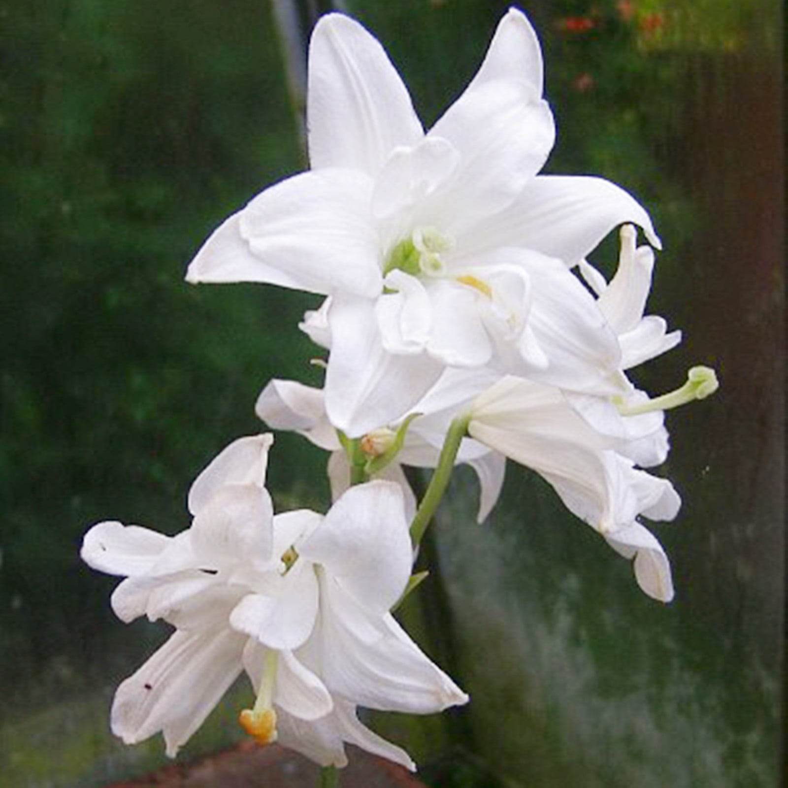 Tuberose plant, Pleasantly Scented - Good as Cut Flowers ...