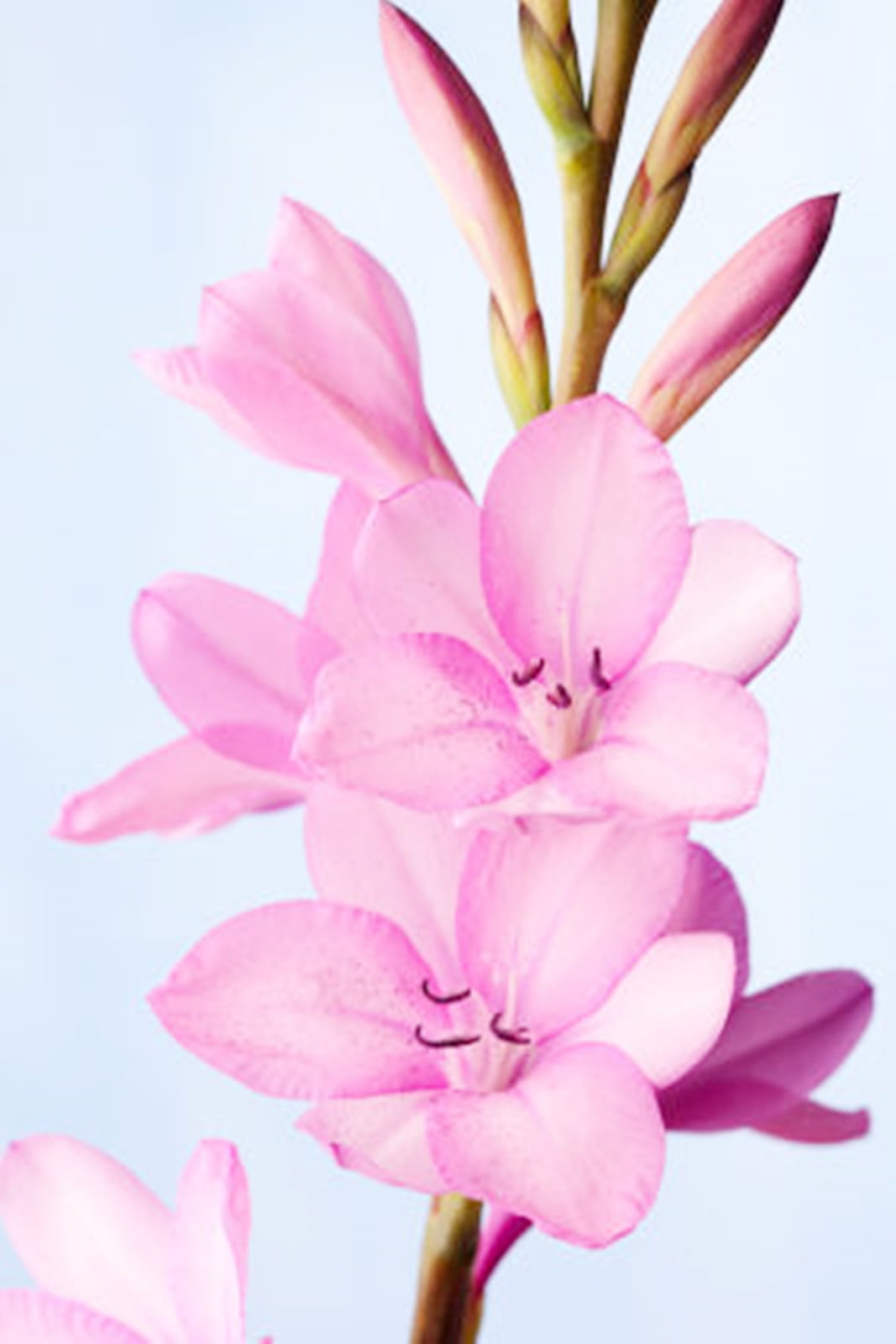 Tuberose plant, Pleasantly Scented - Good as Cut Flowers ...