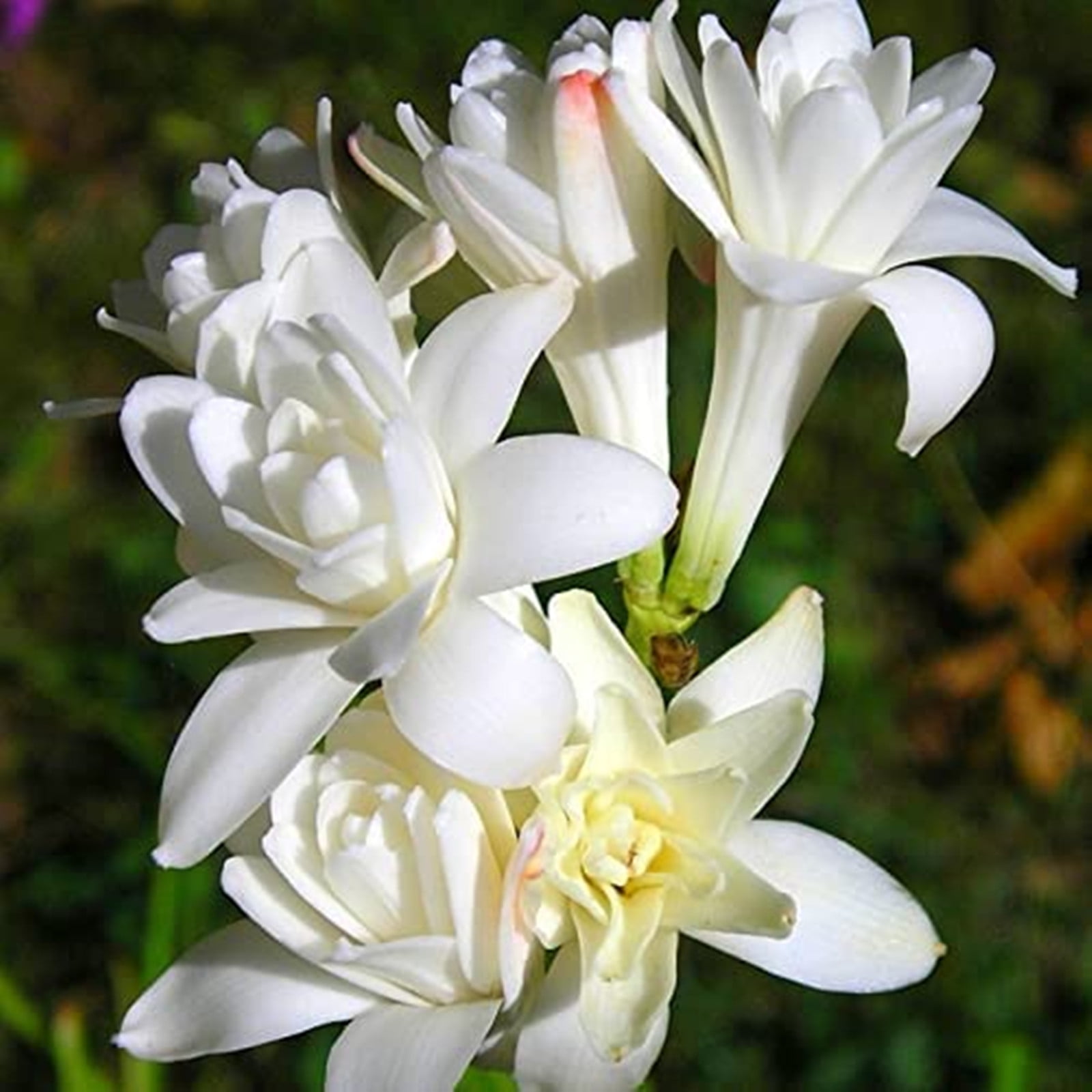 Tuberose plant, Pleasantly Scented - Good as Cut Flowers - Perennializing Easy to Grow Live ...