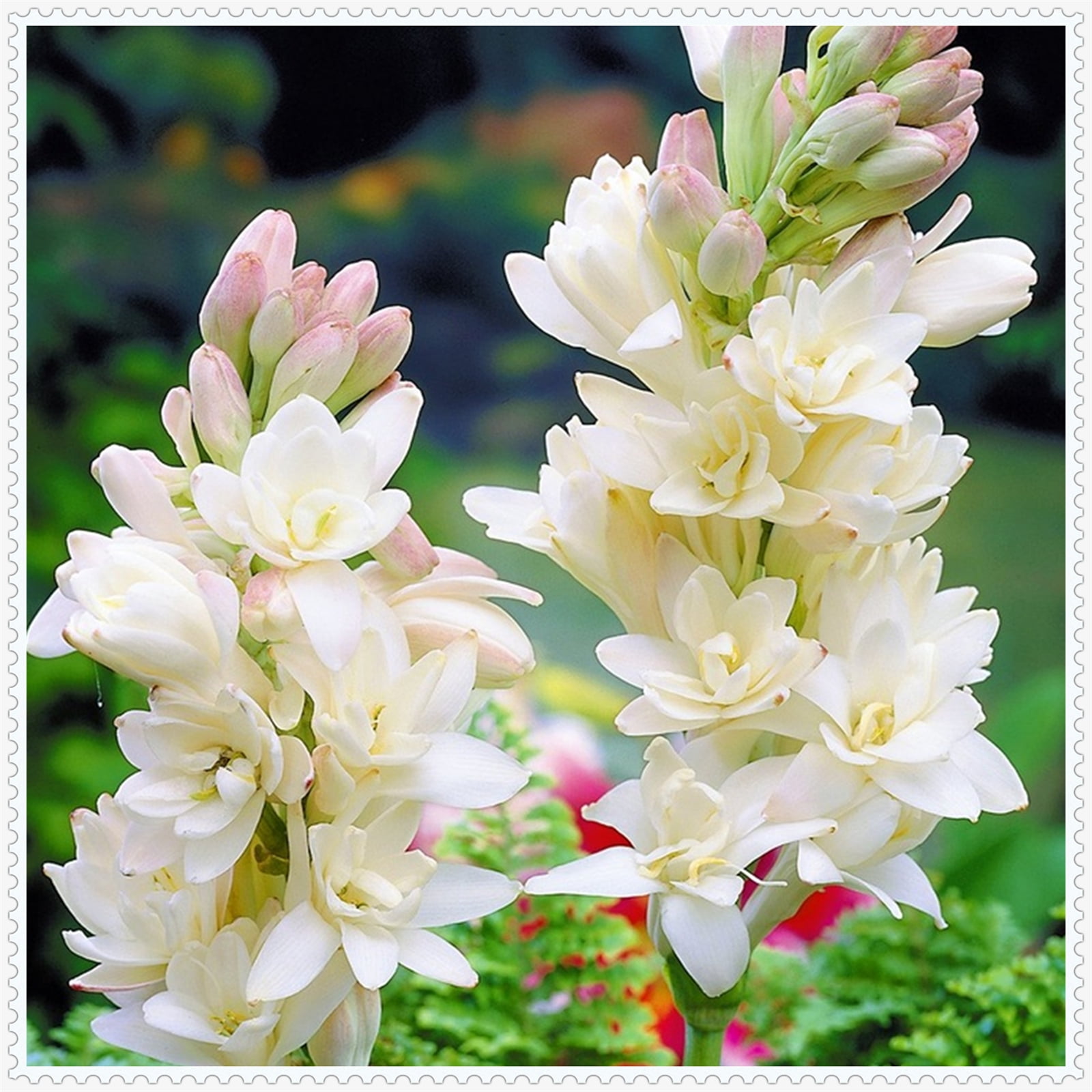 Tuberose plant, Pleasantly Scented - Good as Cut Flowers ...