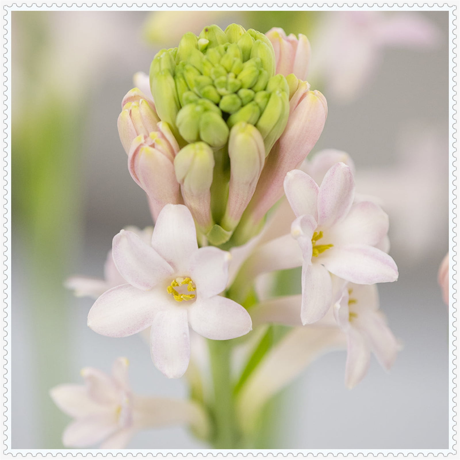 Tuberose plant, Pleasantly Scented - Good as Cut Flowers ...
