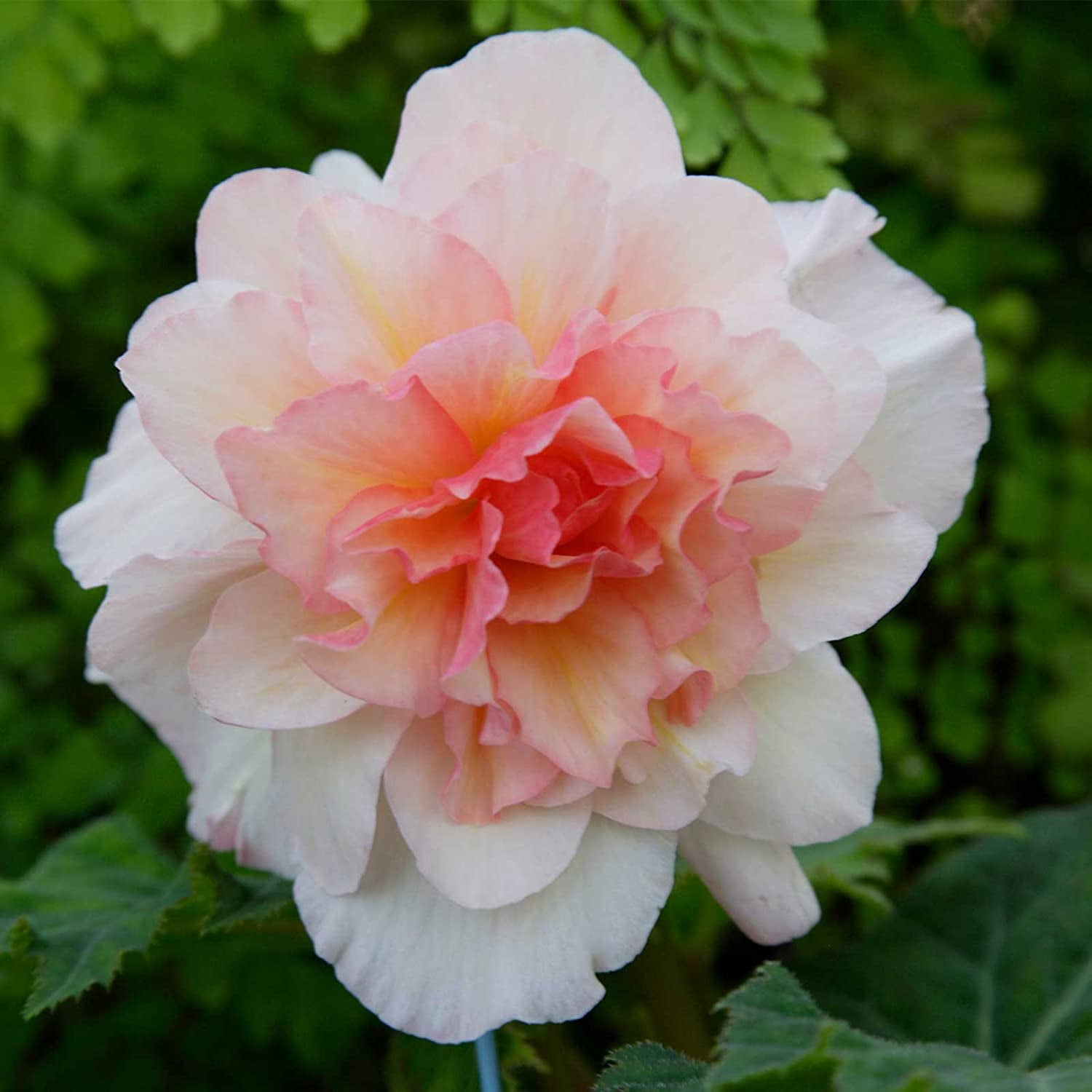 Mountain Valley Seed Company Nonstop Series 100 Tuberous Begonia Appleblossom Flower Seeds ...