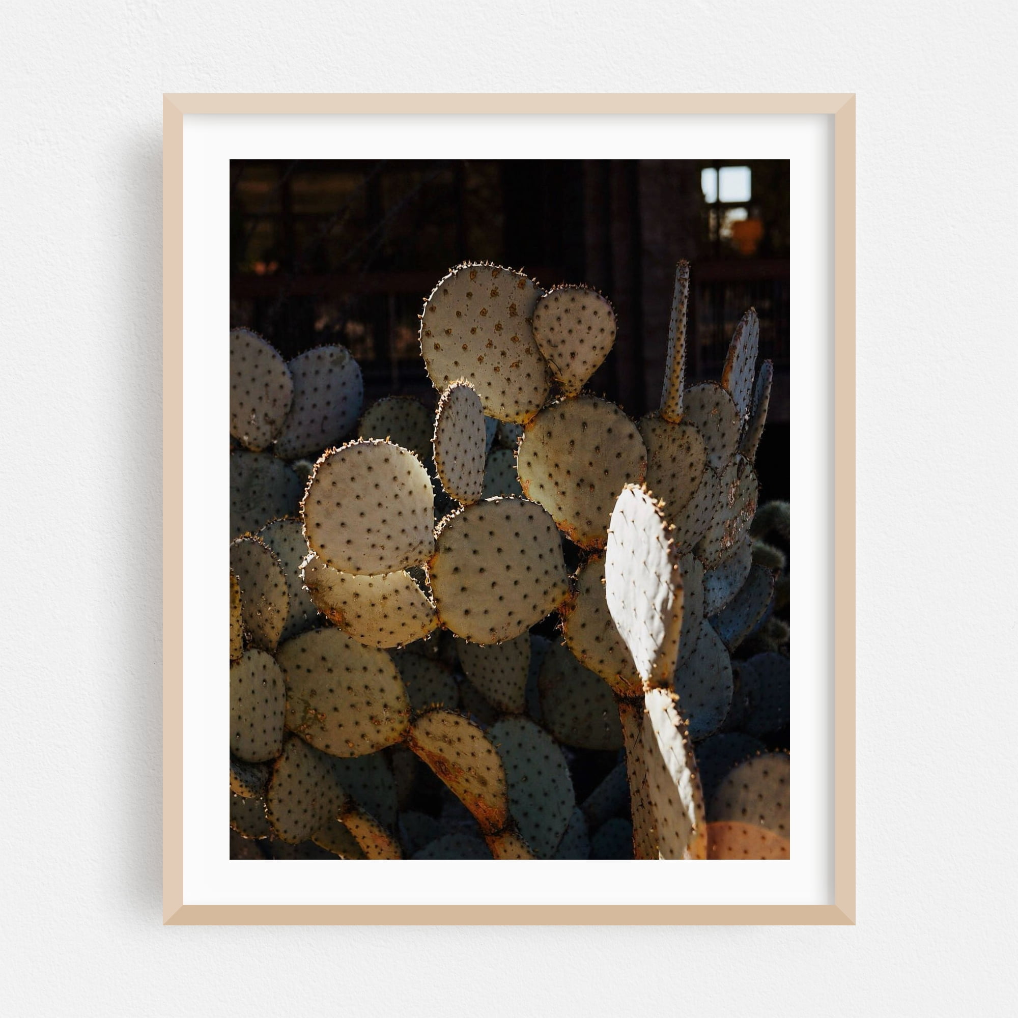 Tucson Cacti - Tucson Arizona Photography Cactus Desert Nature ...