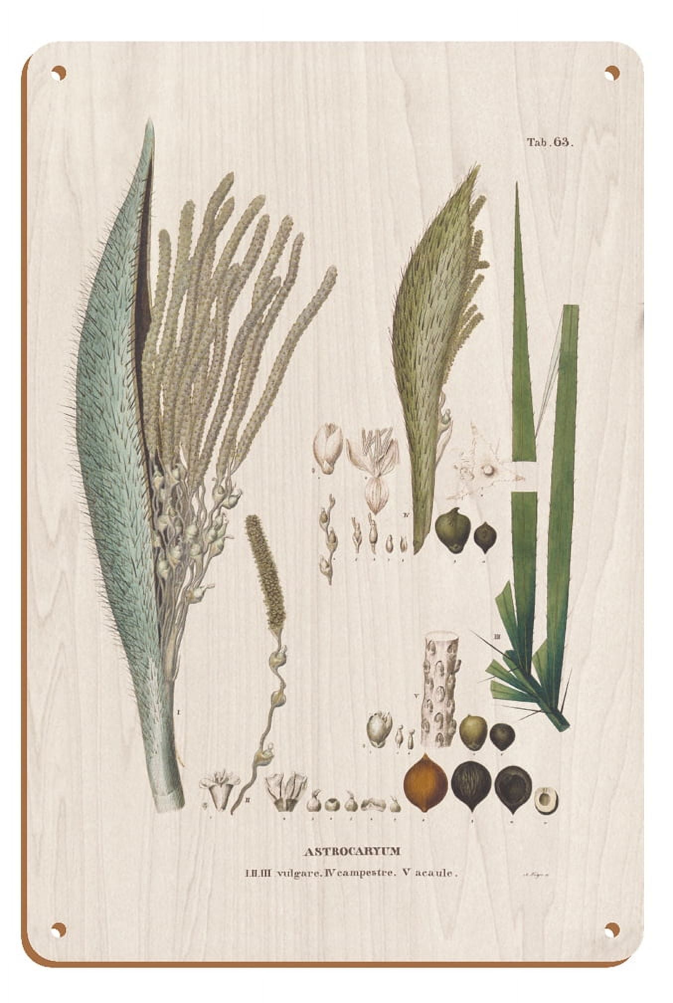 Tucum Palm Tree (Astrocaryum Vulgare) - Flower and Seed - Vintage ...