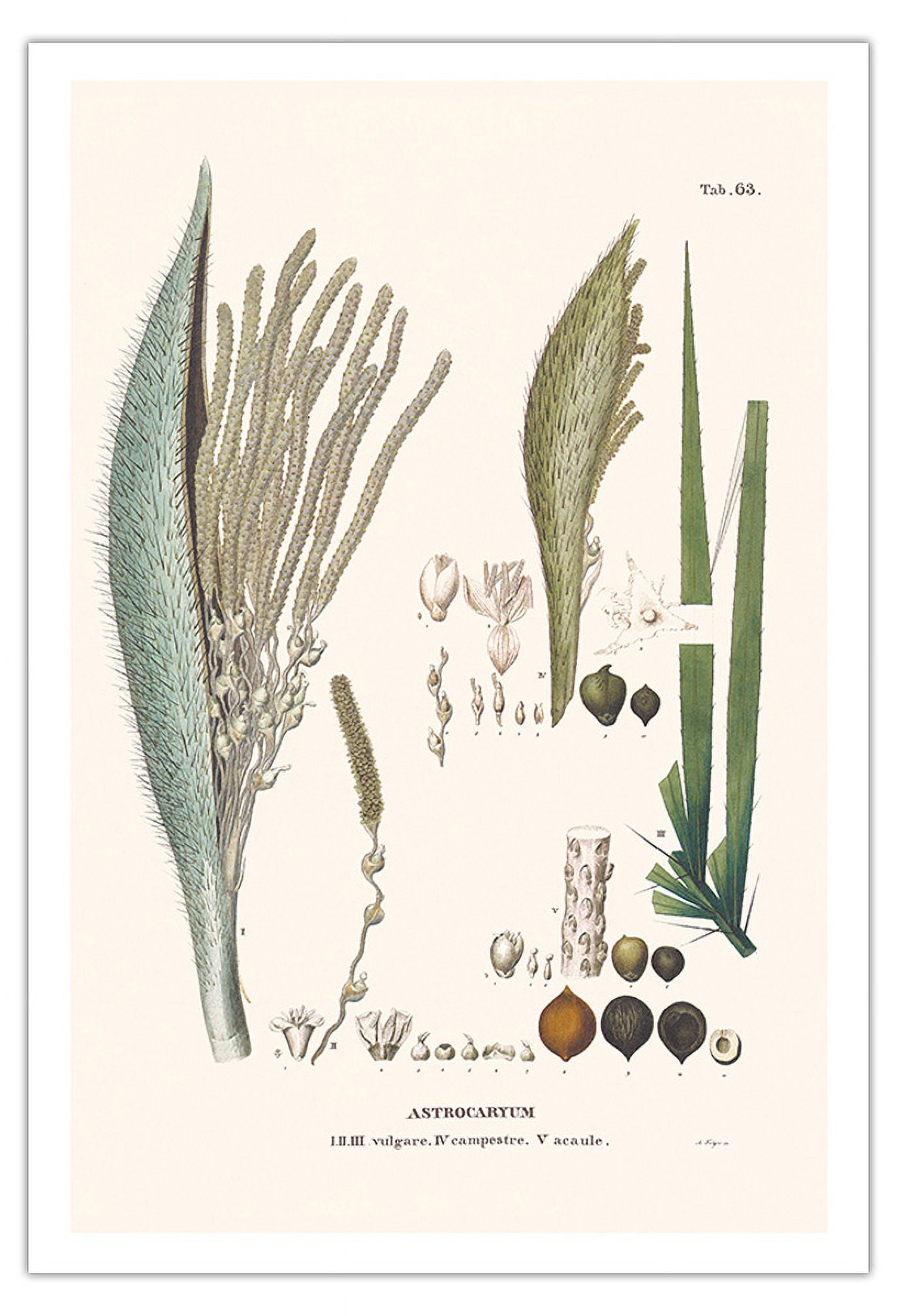 Tucum Palm Tree (Astrocaryum Vulgare) - Flower and Seed - Vintage ...