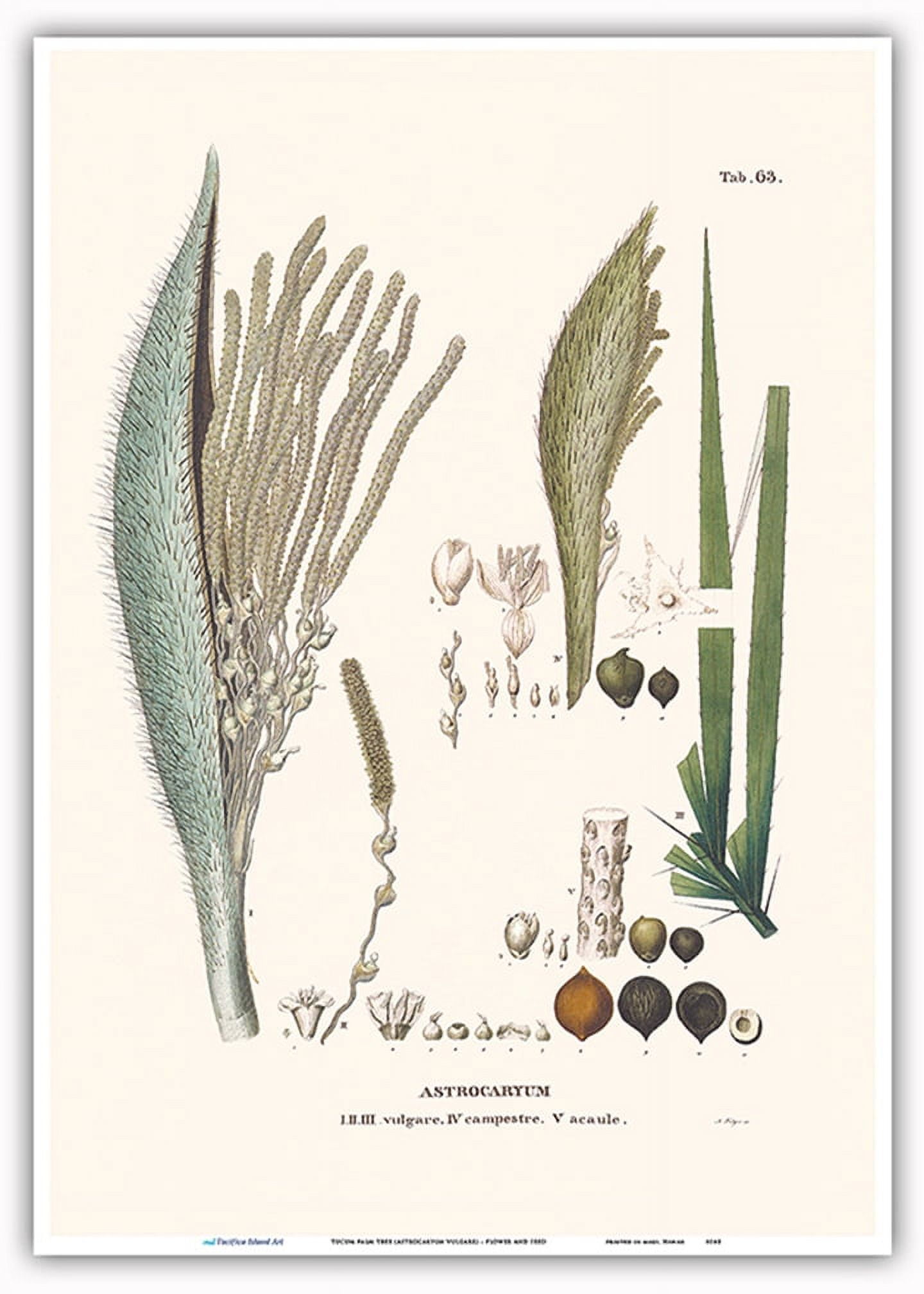 Tucum Palm Tree (Astrocaryum Vulgare) - Flower and Seed - Vintage ...
