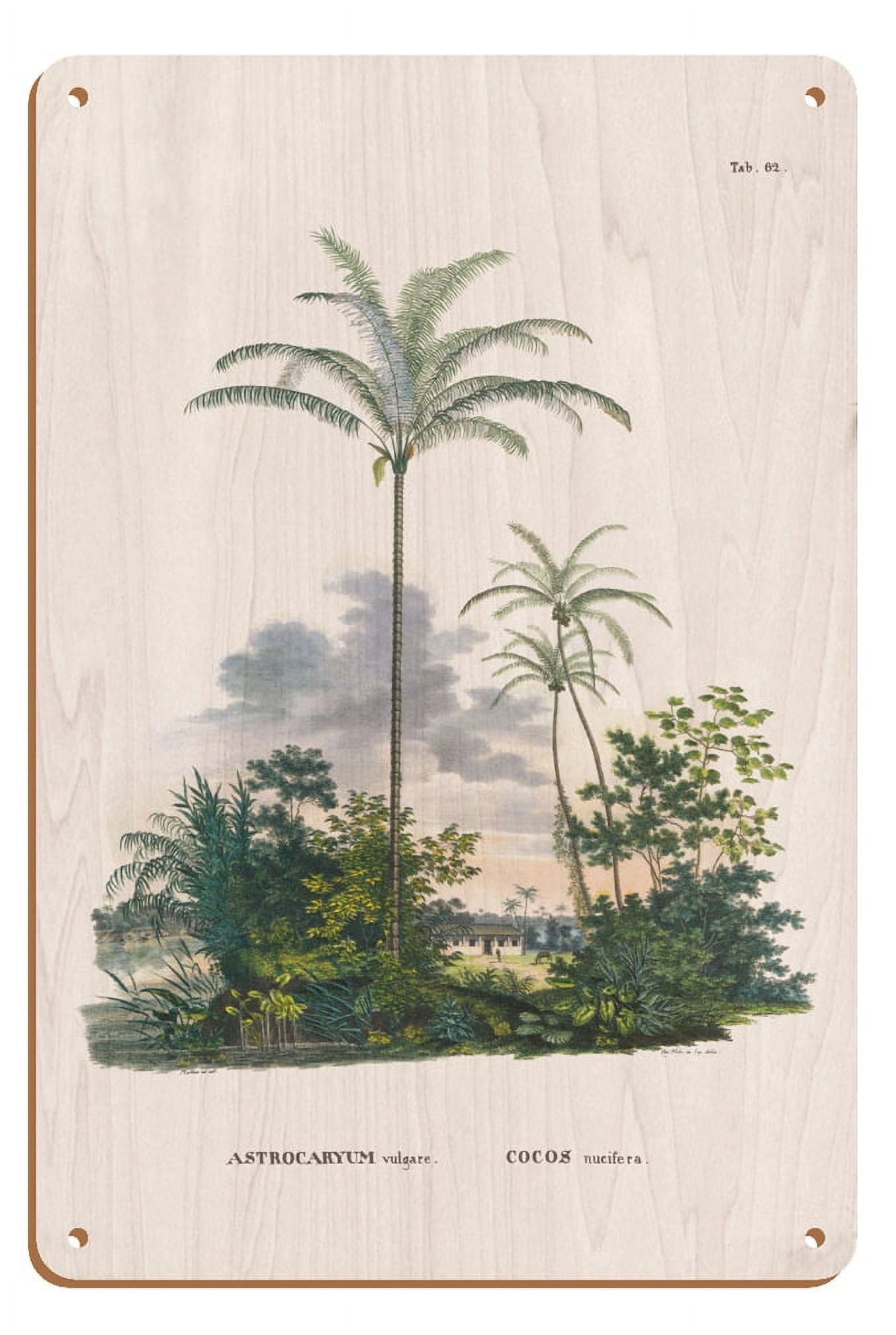 Tucum Palm Tree (Astrocaryum Vulgare) - Itapicuru Brazil - Vintage ...