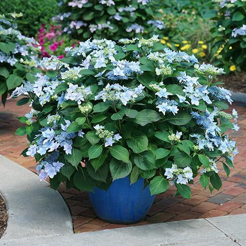 Hydrangea Tuff Stuff