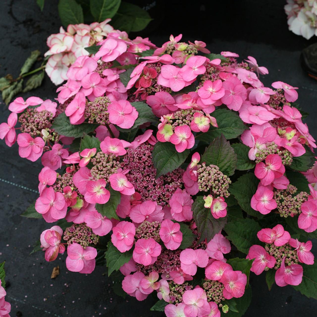 Tuff Stuff' Mountain Lacecap Hydrangea 3 Gallon - Walmart.com