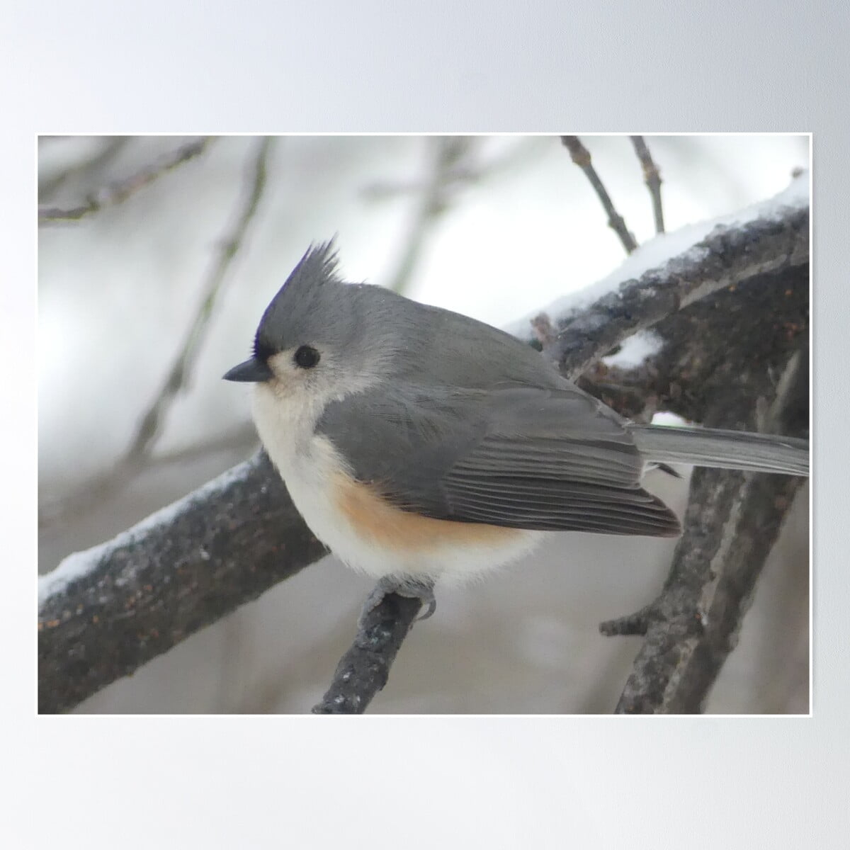 Tufted Titmouse Poster Wall Art, Modern Wall Decor For Living Room ...
