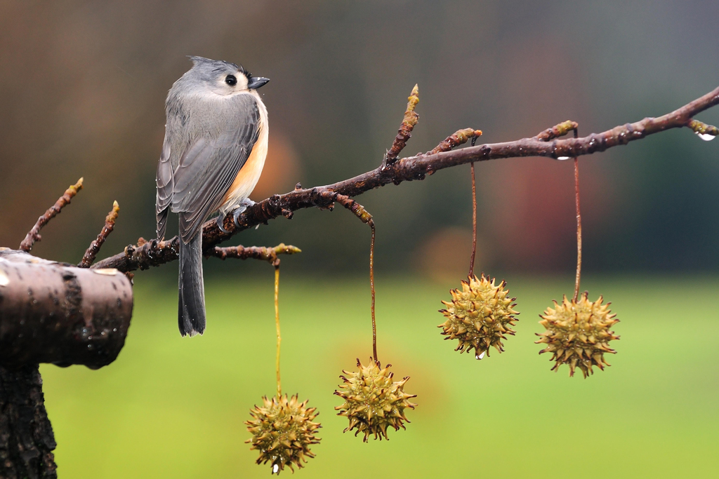 Tufted Titmouse Resting on Sycamore Branch Photo Bird Pictures Wall ...