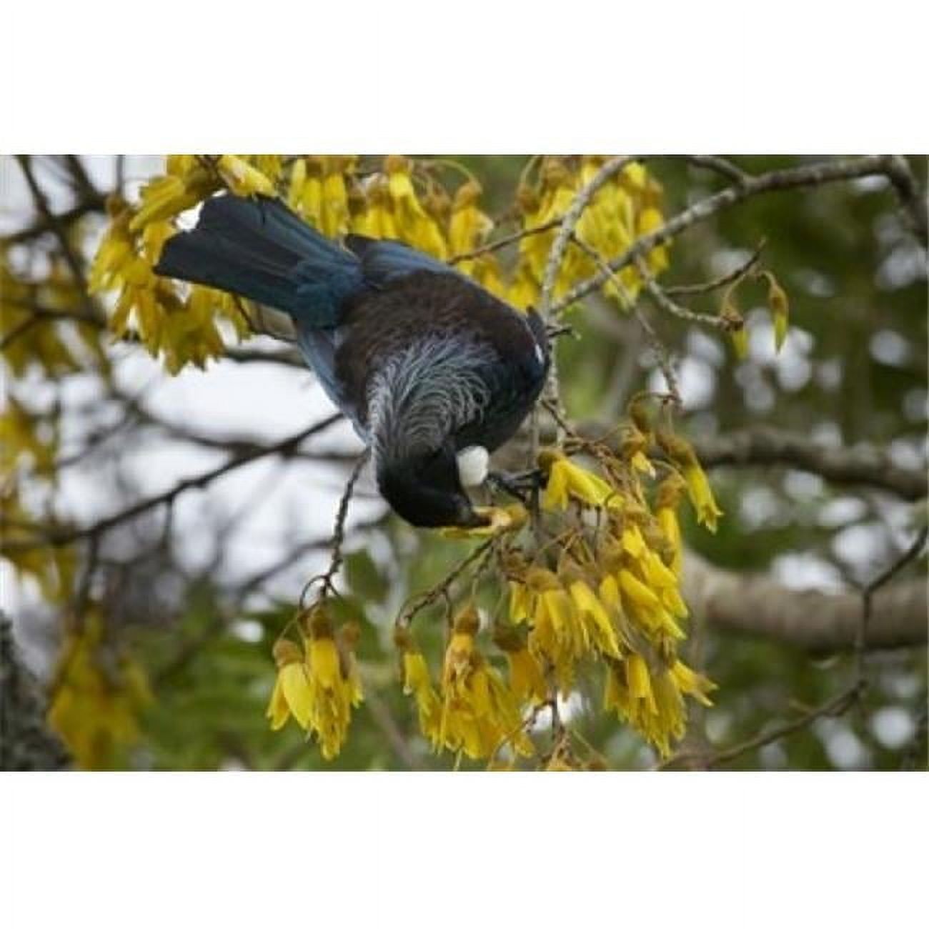 Tui Bird Kowhai Tree North Island New Zealand Poster Print by David ...