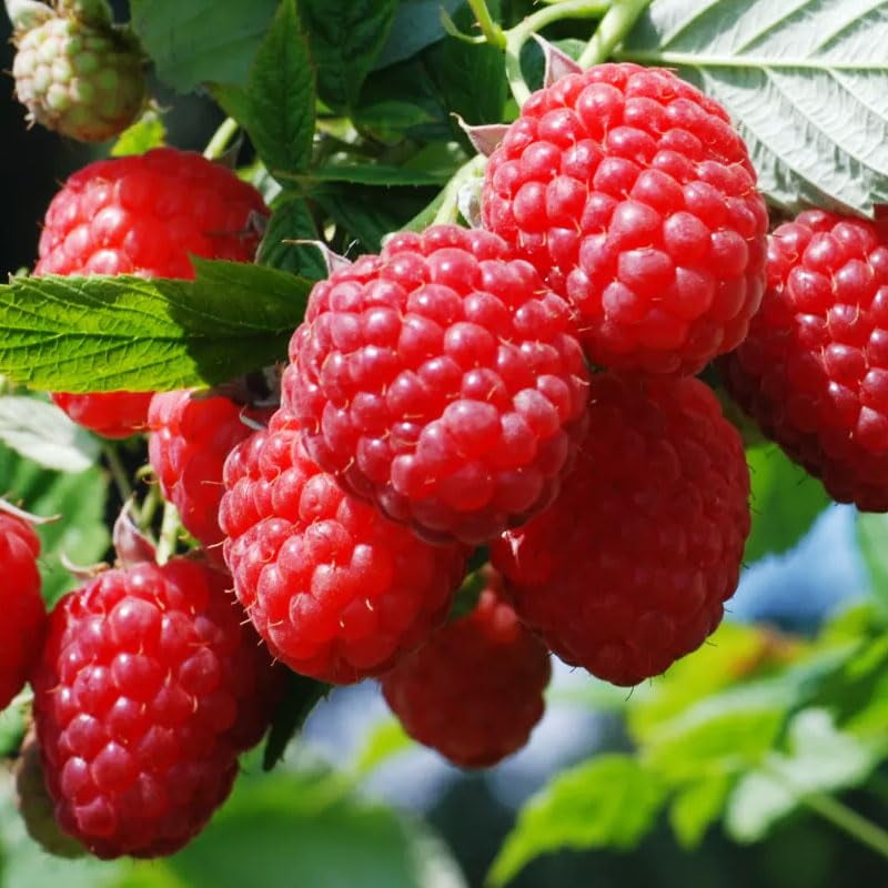 Tula Magic Raspberry Root - Grow Live Berries - Ready to Plant ...