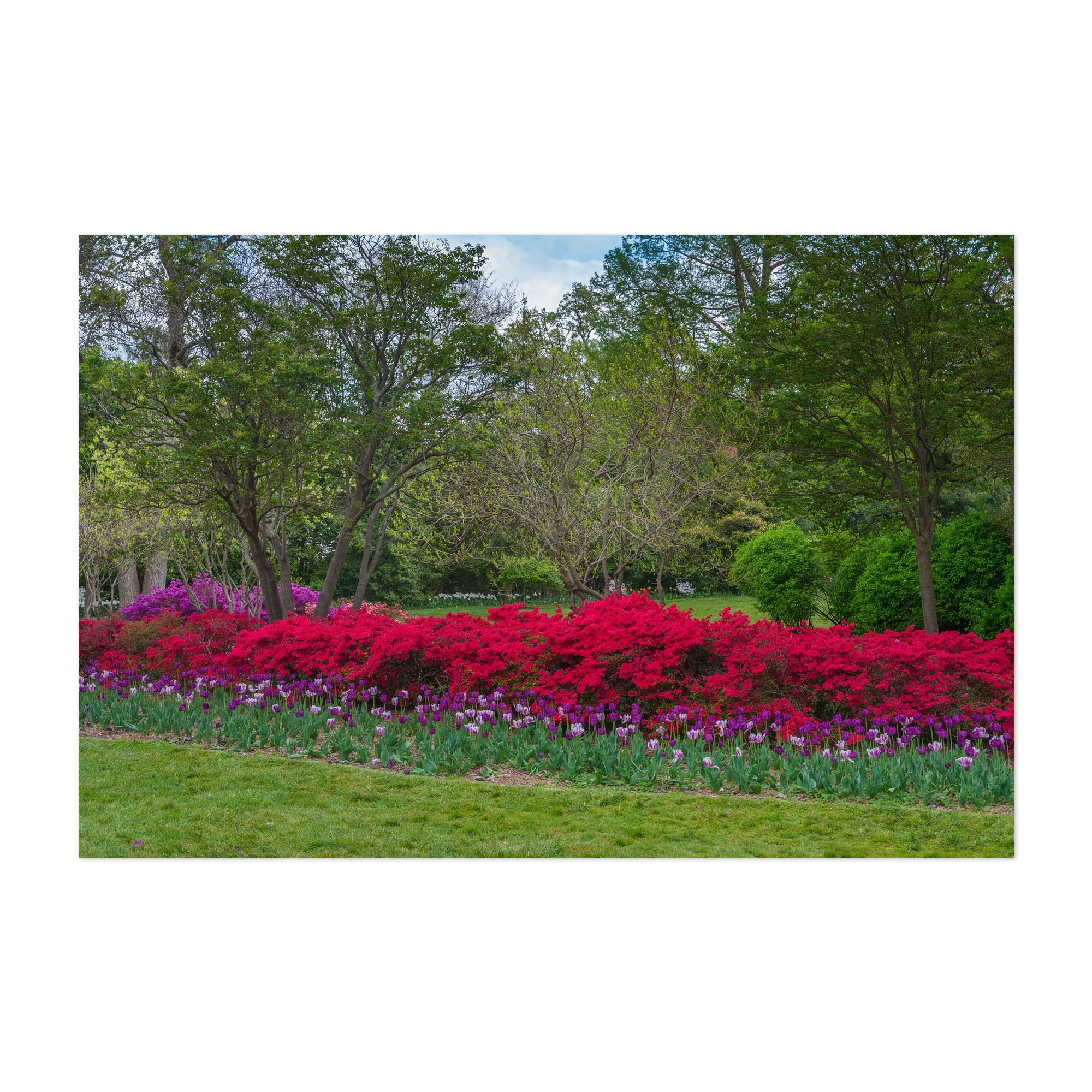 A Tulip and Azalea Hedge in Sherwood Park Gardens on a Spring Day ...