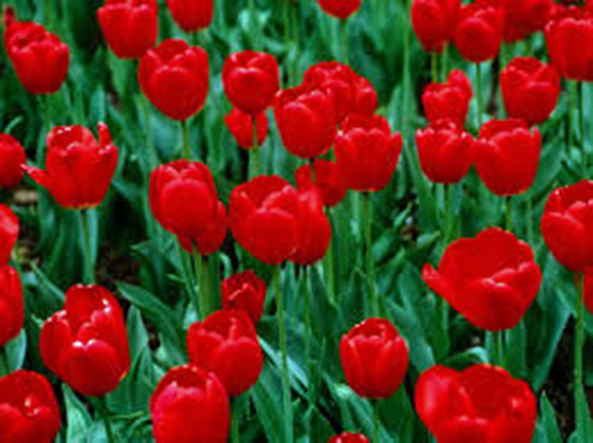 Country Creek Acres, Red Tulip Bulbs 20 Pack, Poppy-Red Perennial ...