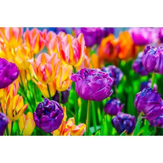 USA-Made Mixed Color Tulip Bulbs Blend - 10 Pack for Mass Planting or ...