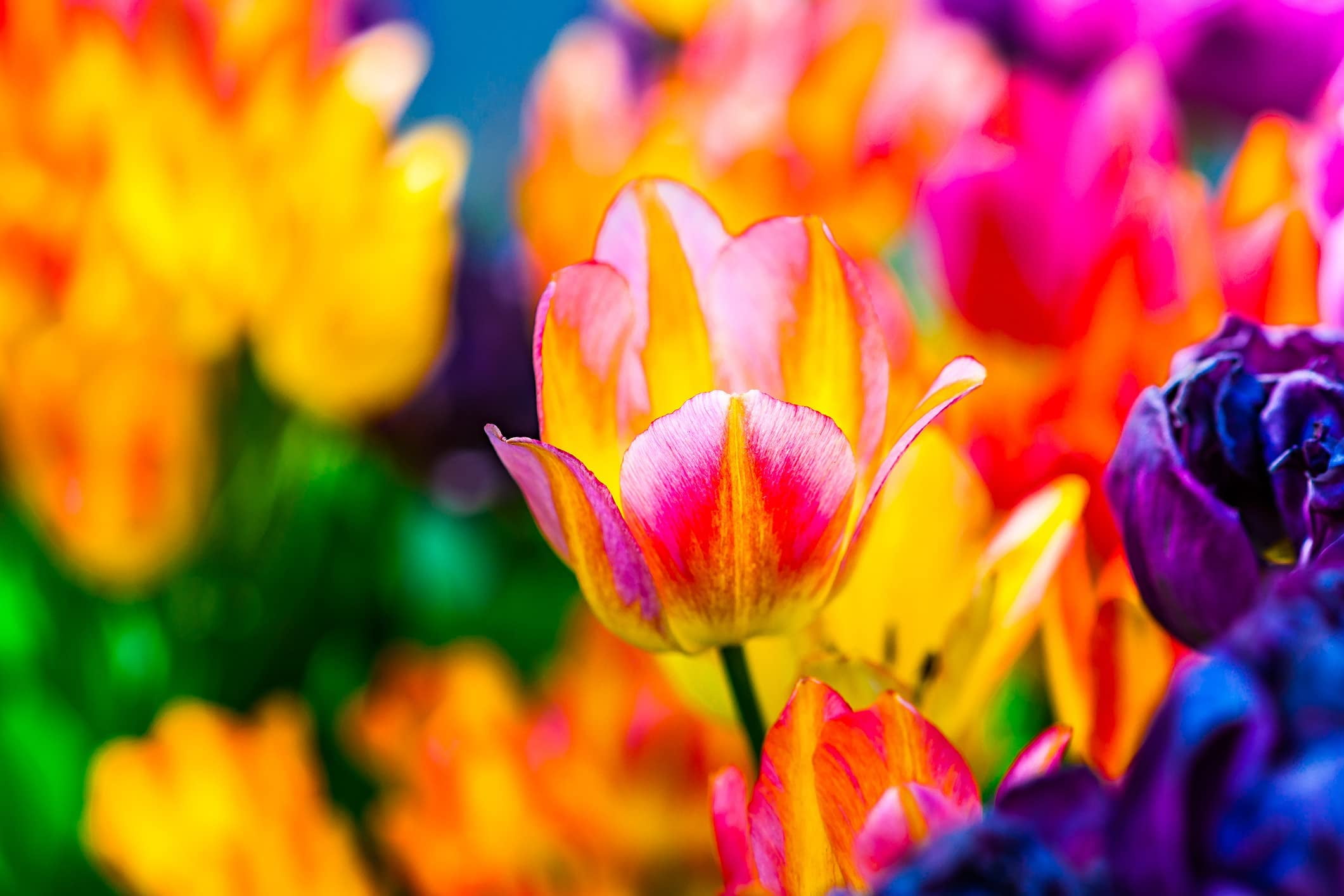 CZ Grain, Tulip Bulbs, 20 Pack, Mix of Purple Pink Orange - Walmart.com