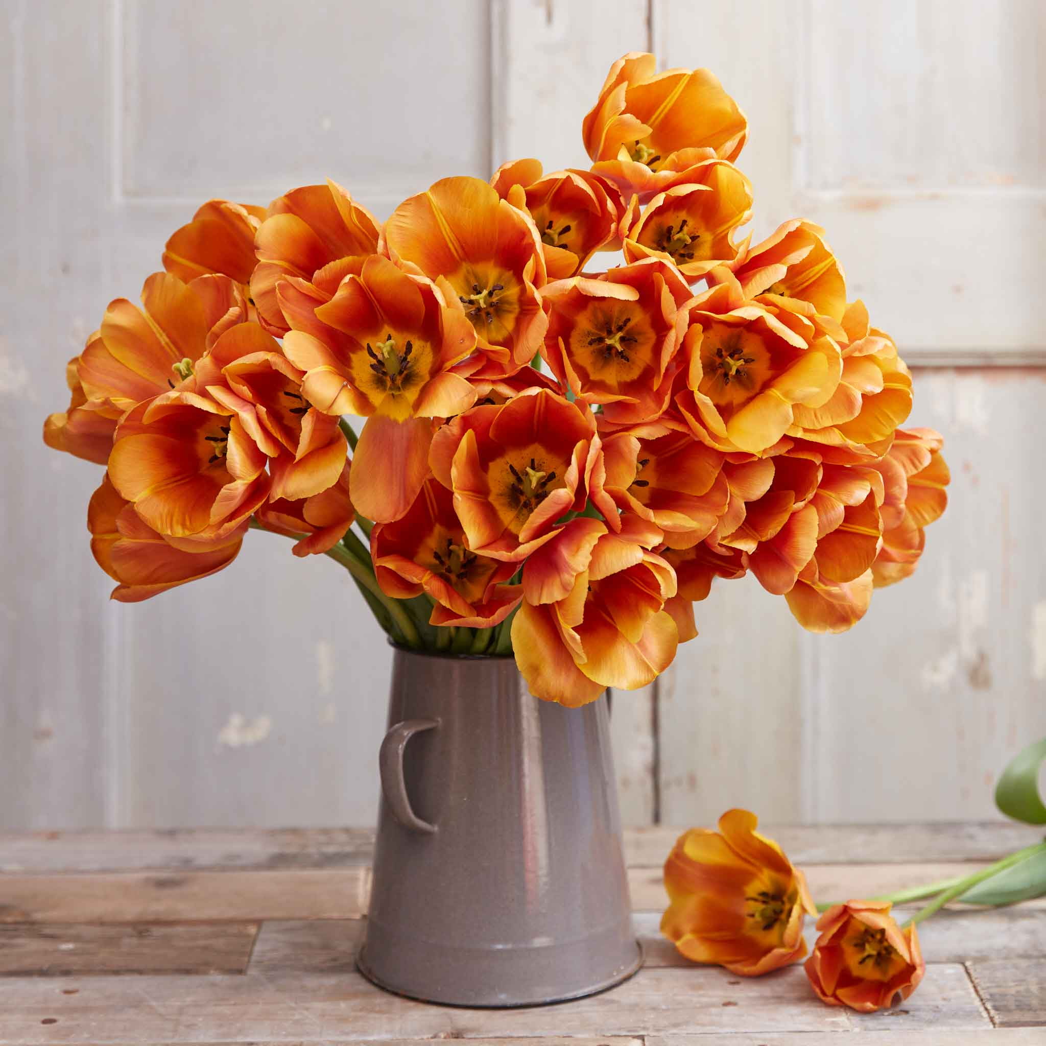 Tulip Bulbs - Brown Sugar - 10 Bulbs - Orange Flower Bulbs, Bulb ...