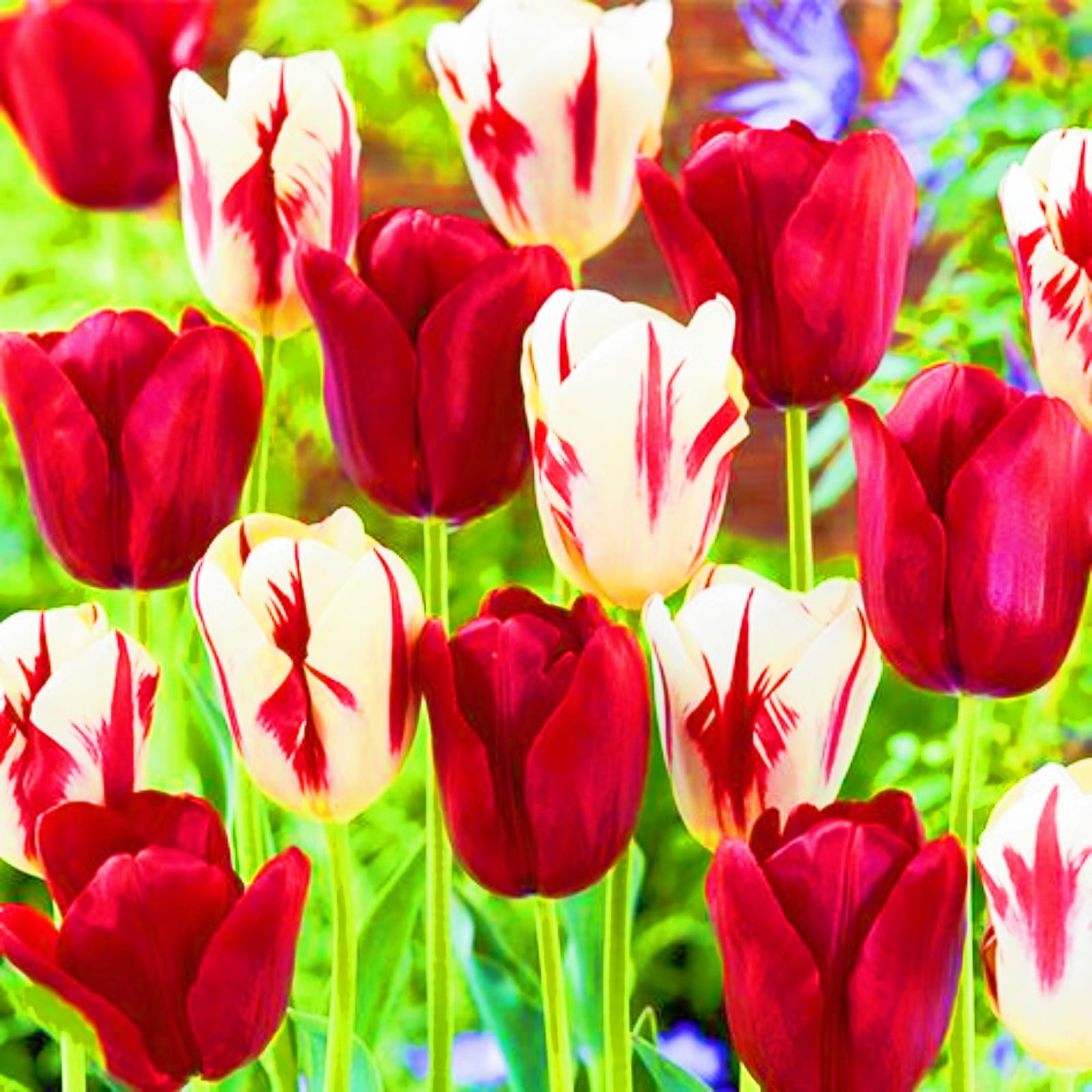 Tulip Bulbs Bulk Tulip Plant Tulip Bulbs For Fall Planting Tulip Bulbs ...