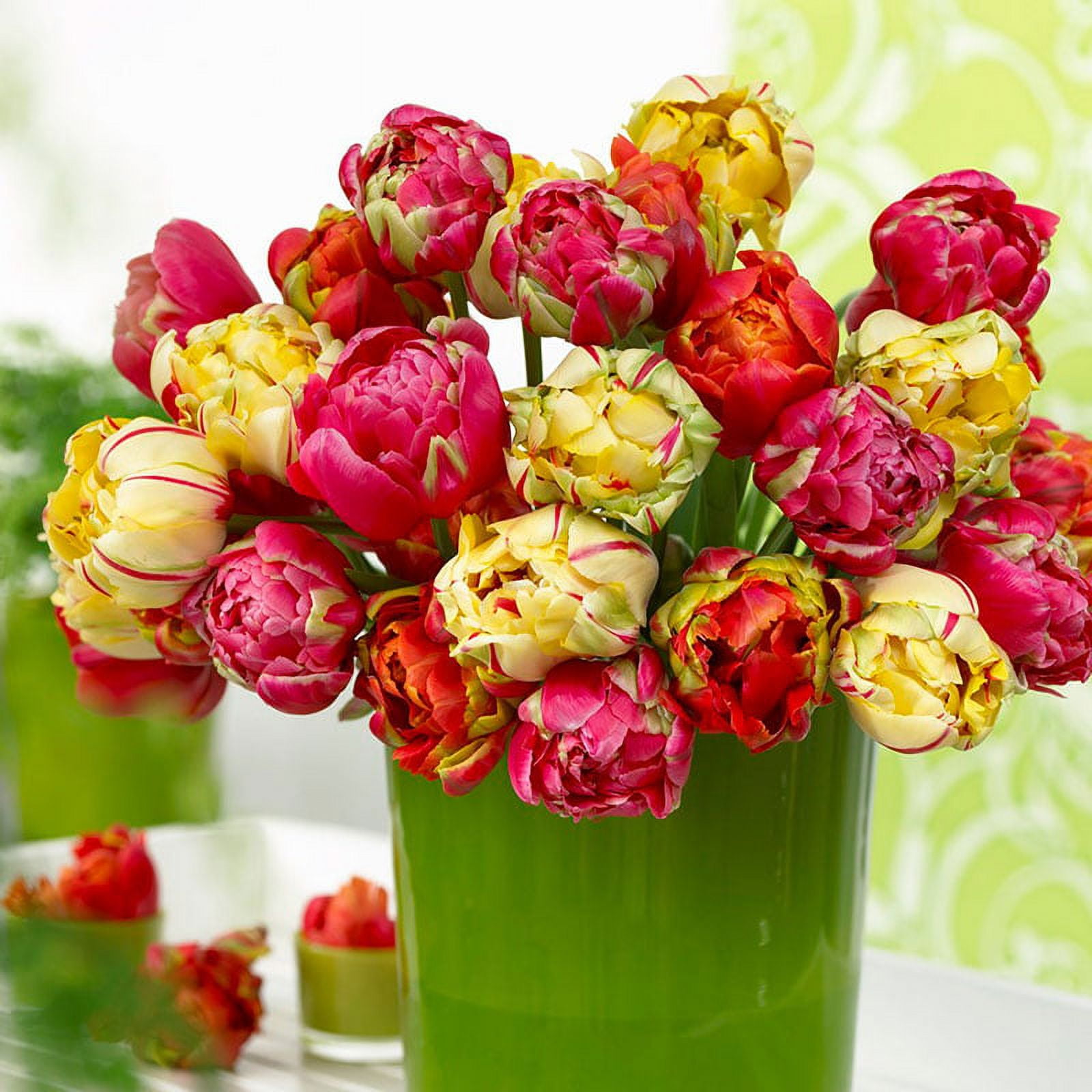 Tulip Bulbs - Carnival Mix - 100 Bulbs - Mixed Flower Bulbs, Bulb ...