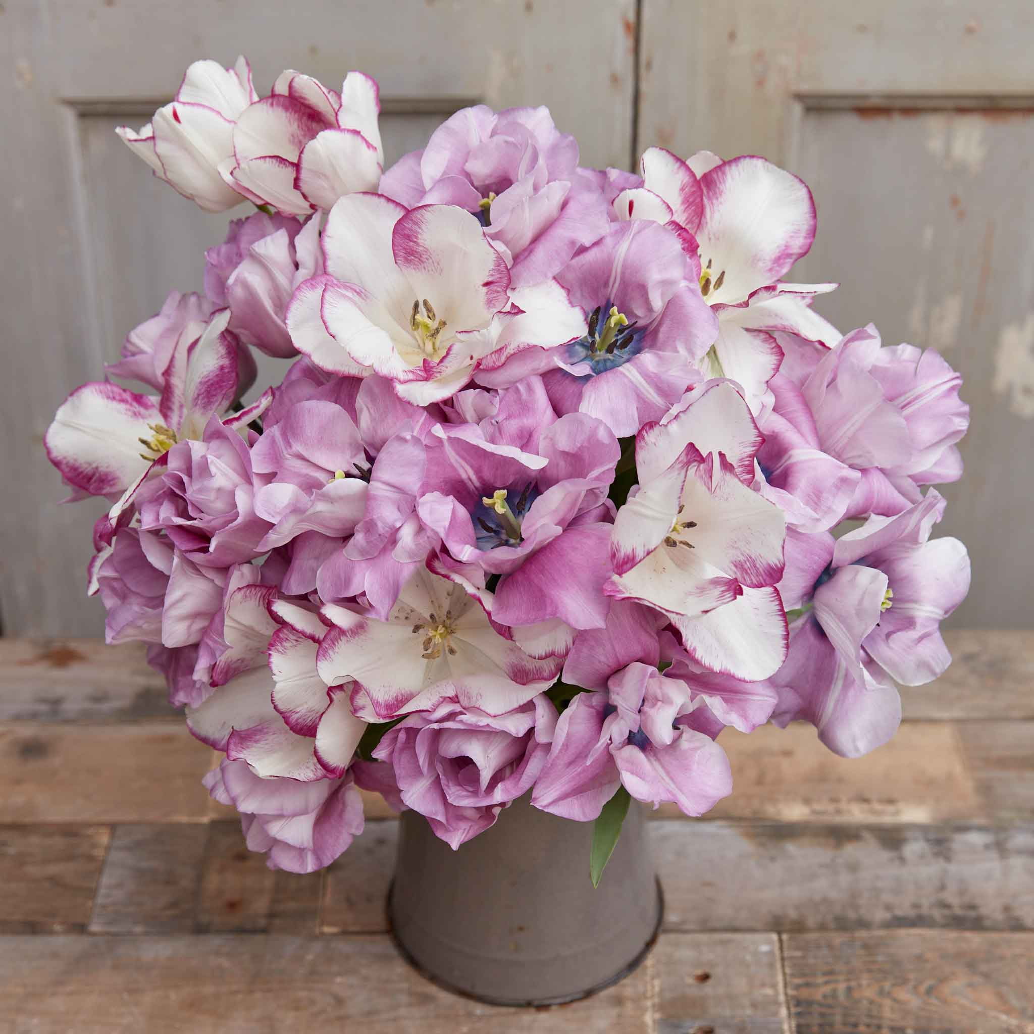 Tulip Bulbs - Claire's Mix - 50 Bulbs - Mixed Flower Bulbs, Bulb ...