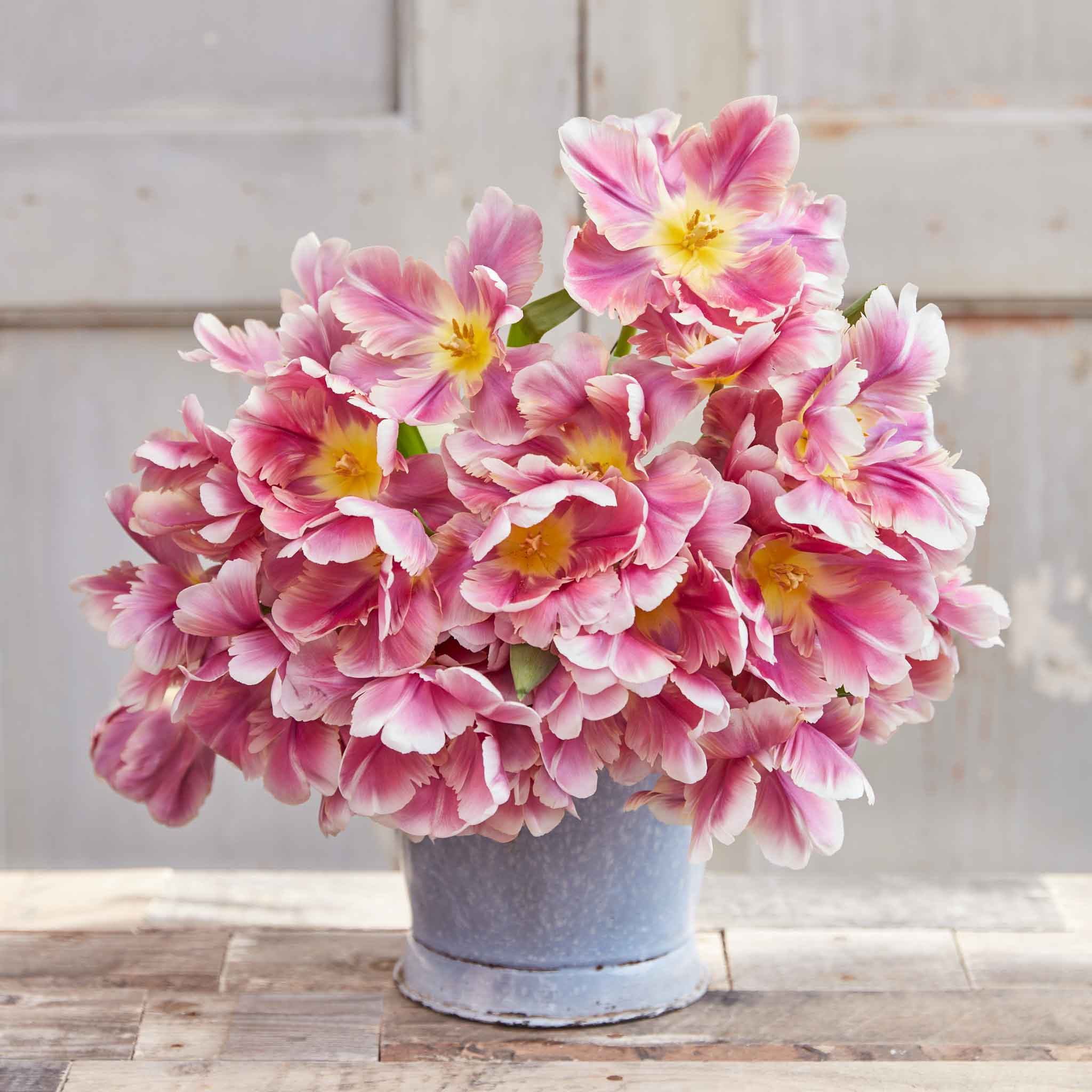 Tulip Bulbs - Cracker Parrot - 10 Bulbs - Pink Flower Bulbs, Bulb ...